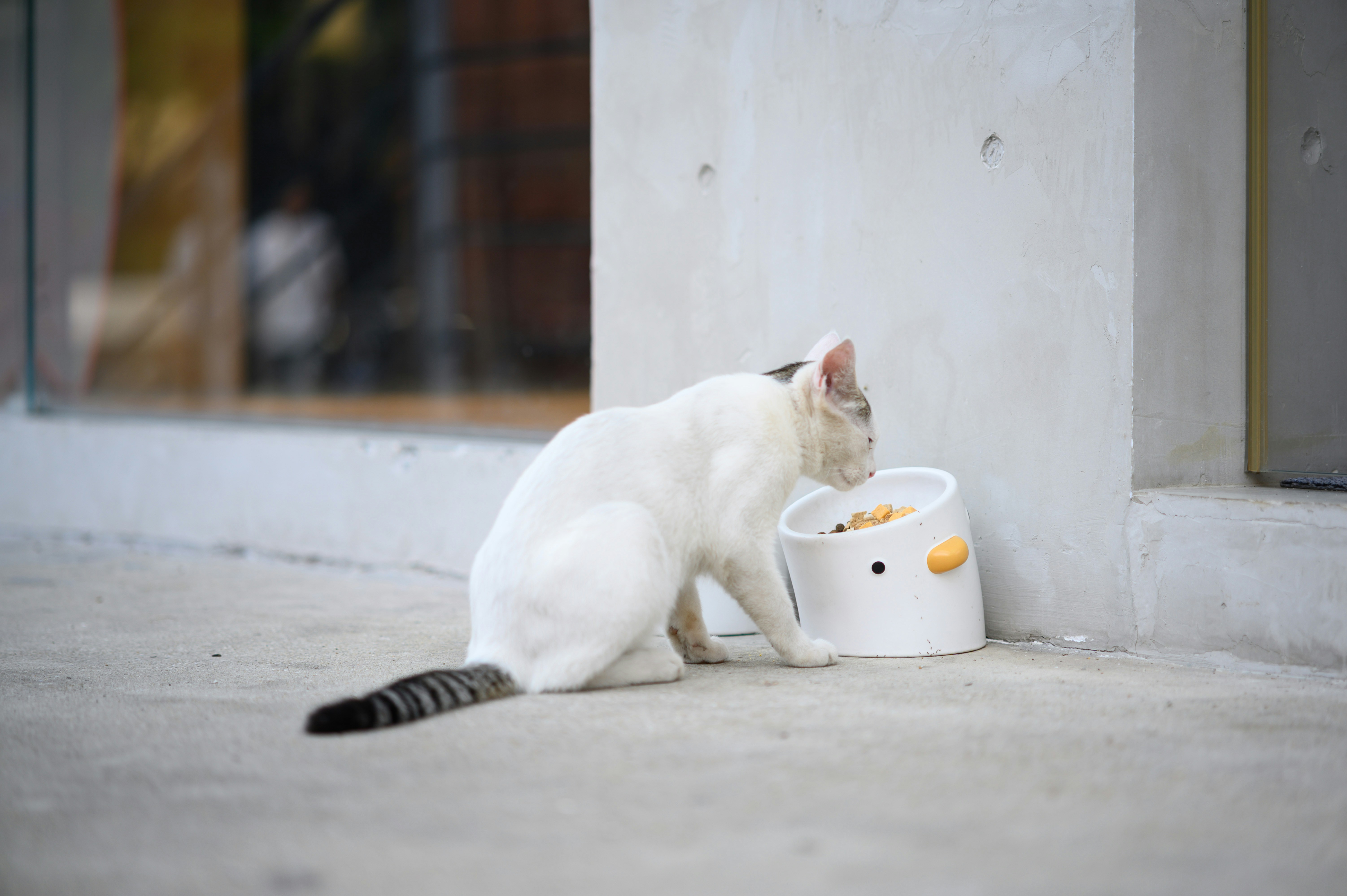 White cat on a quiet sidewalk sharing a meal near a concrete wall