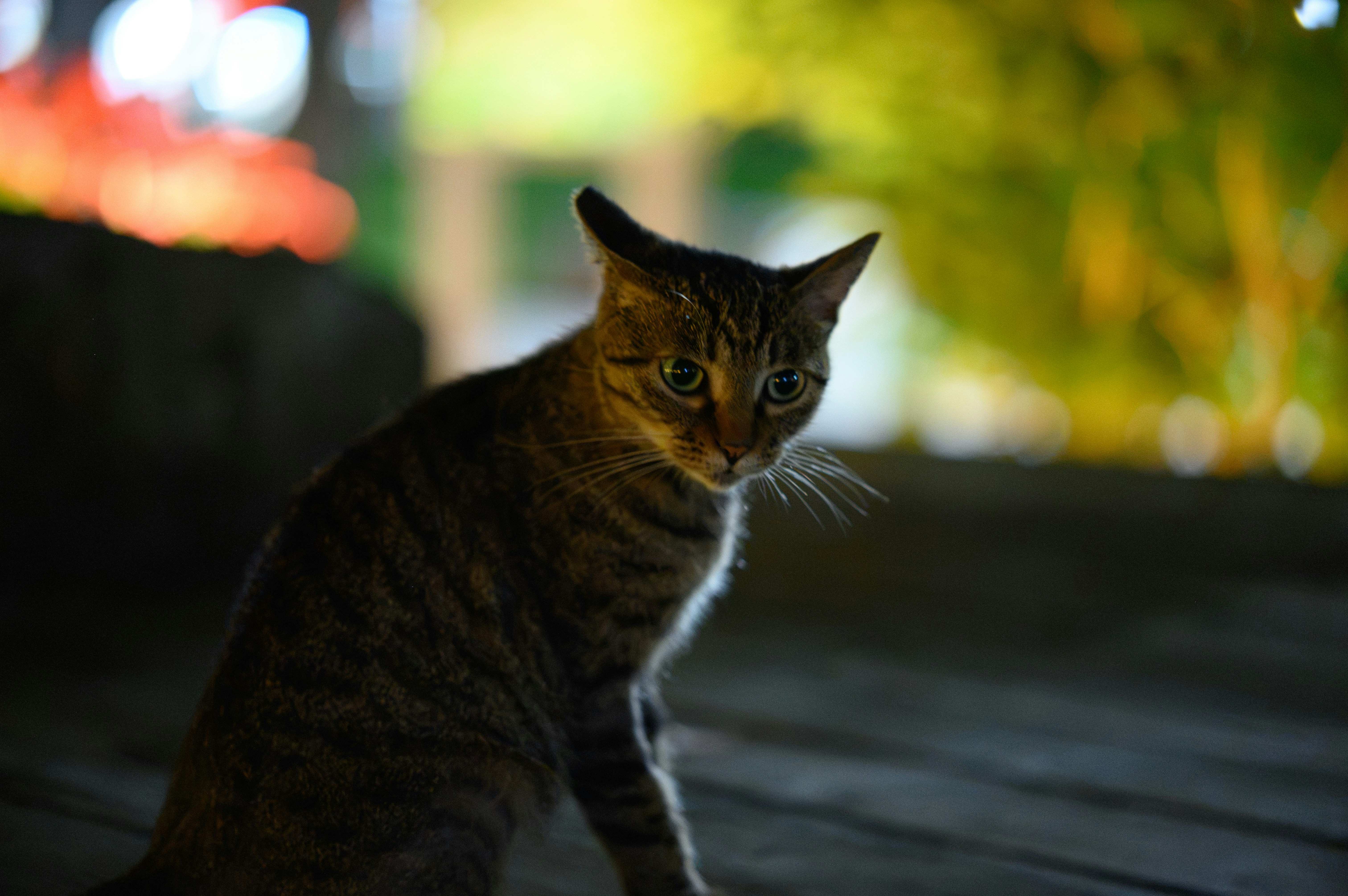 Curious Cat Under Dappled Evening Light