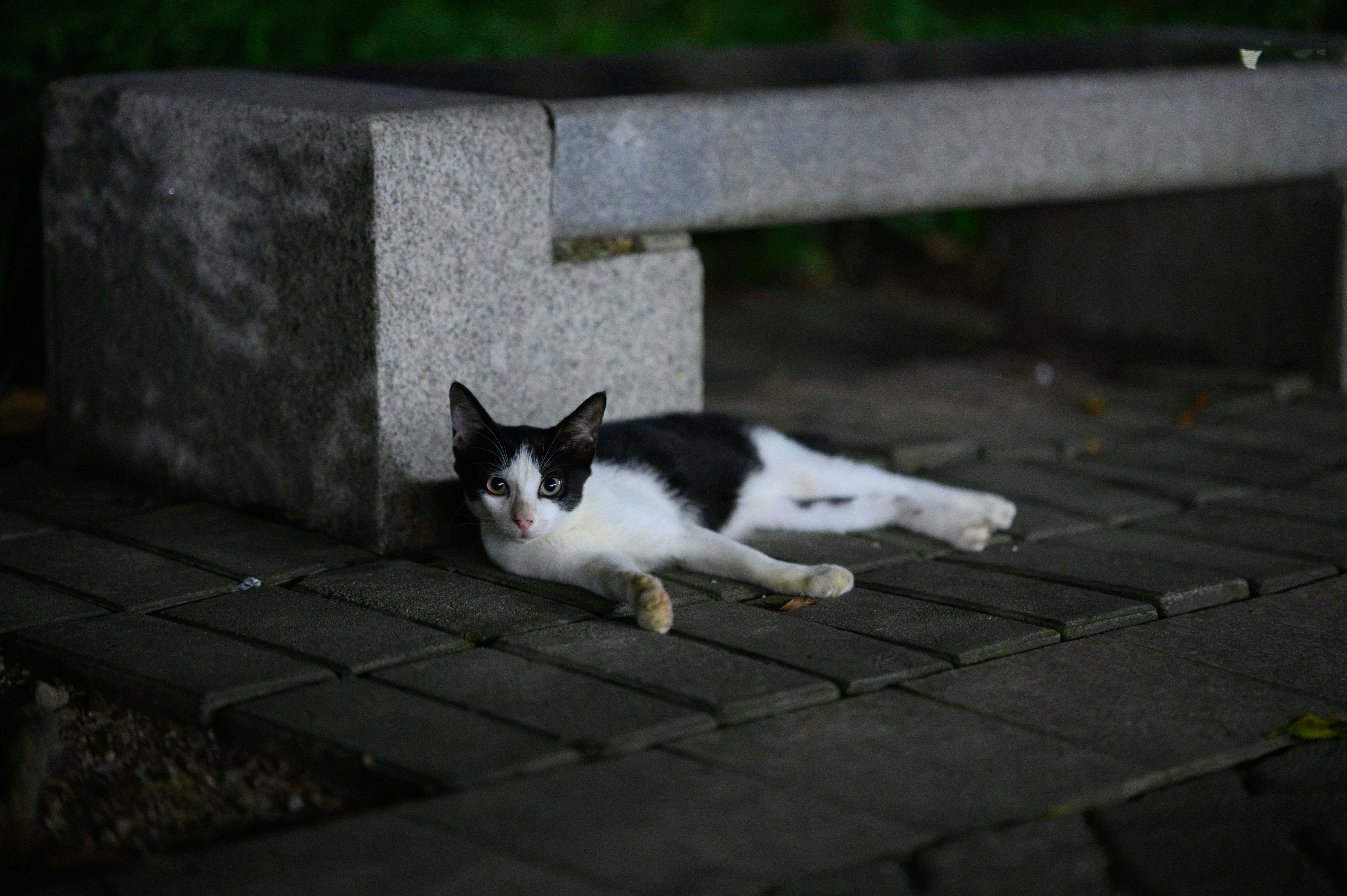 Black-and-White Cat Reposing in the Shade by a Stone Bench