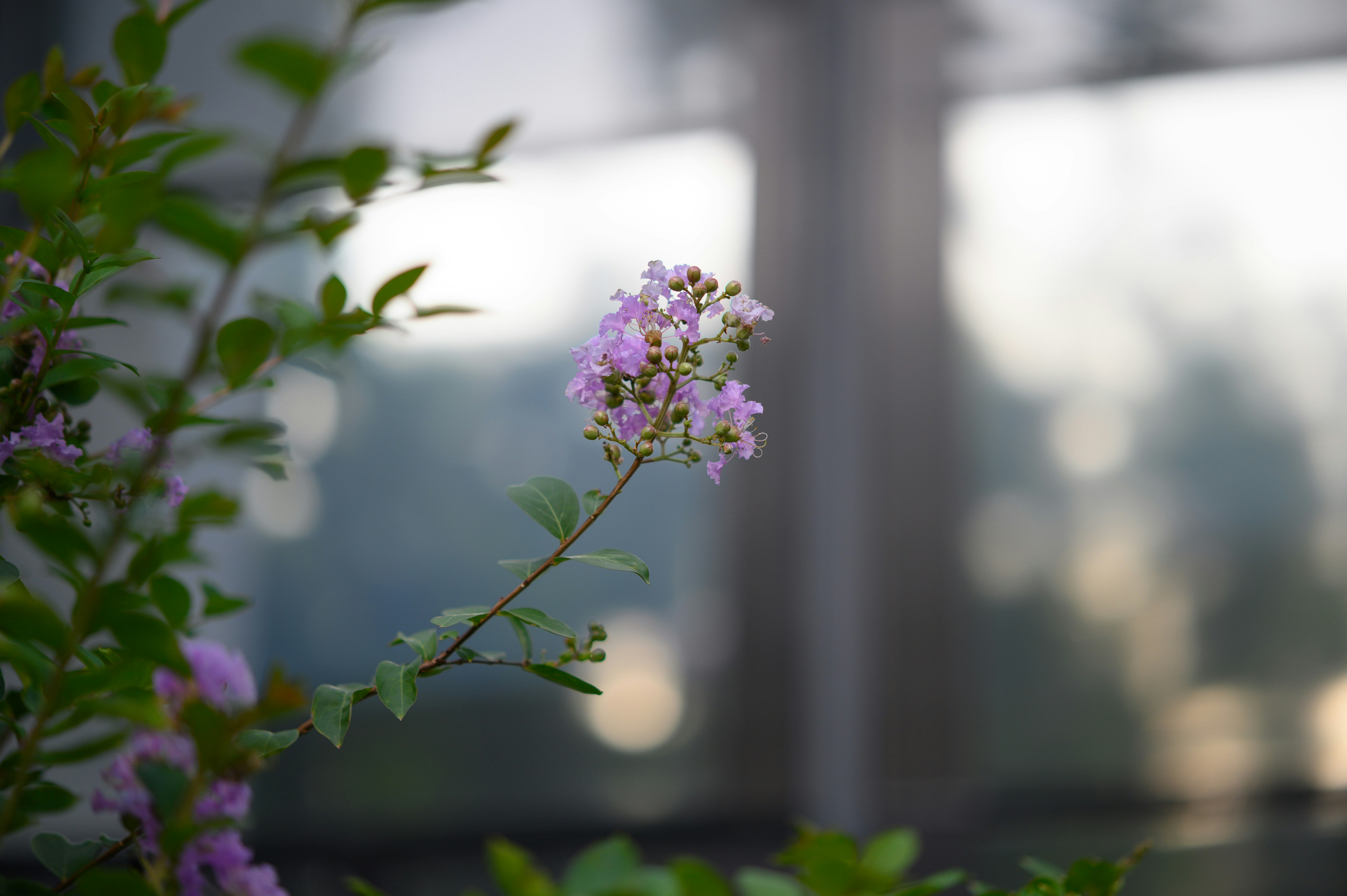 Lilac Bouquet in Soft Backlight