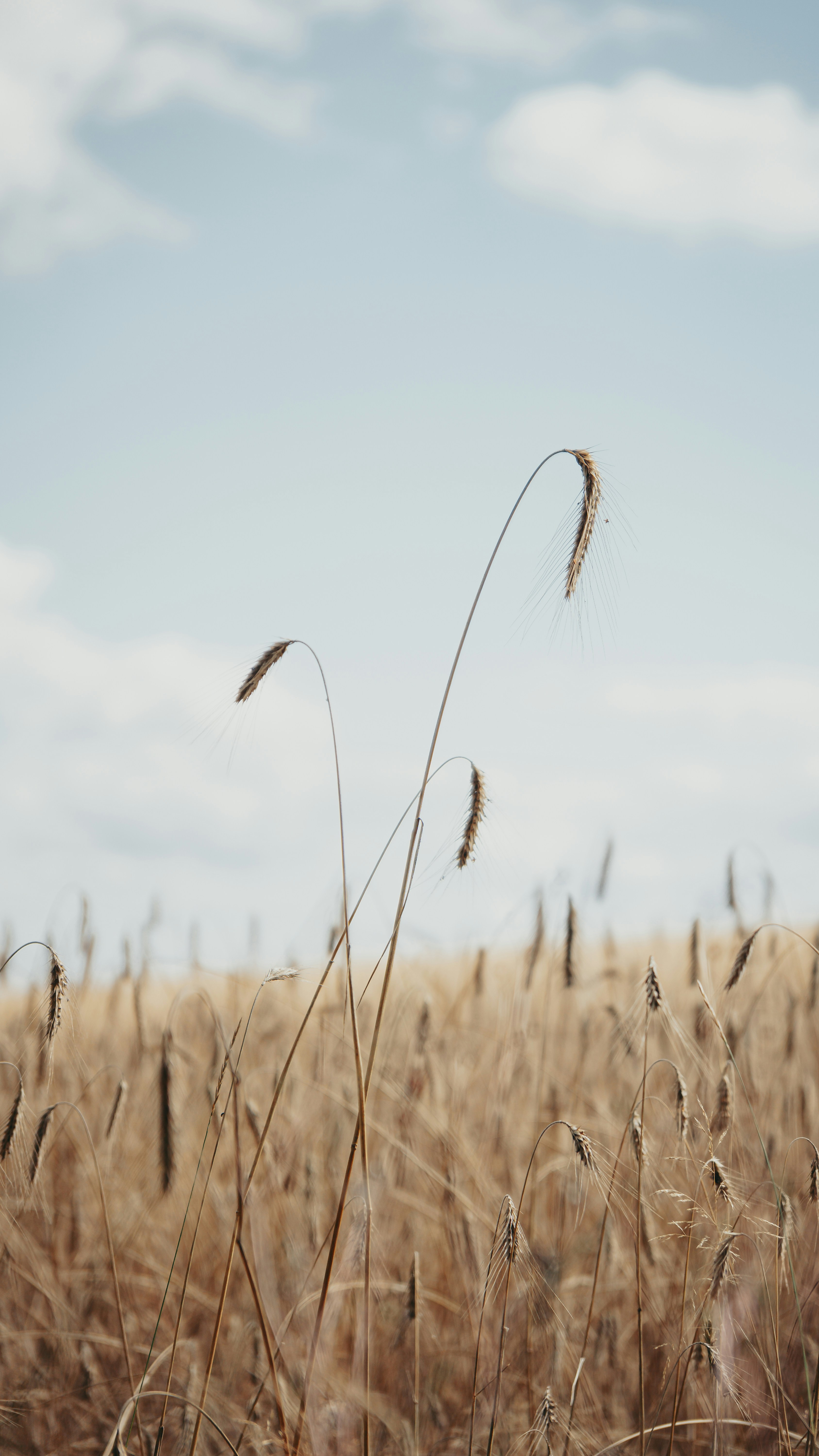 Gold Horizon: Grass Heads Against a Wide Sky