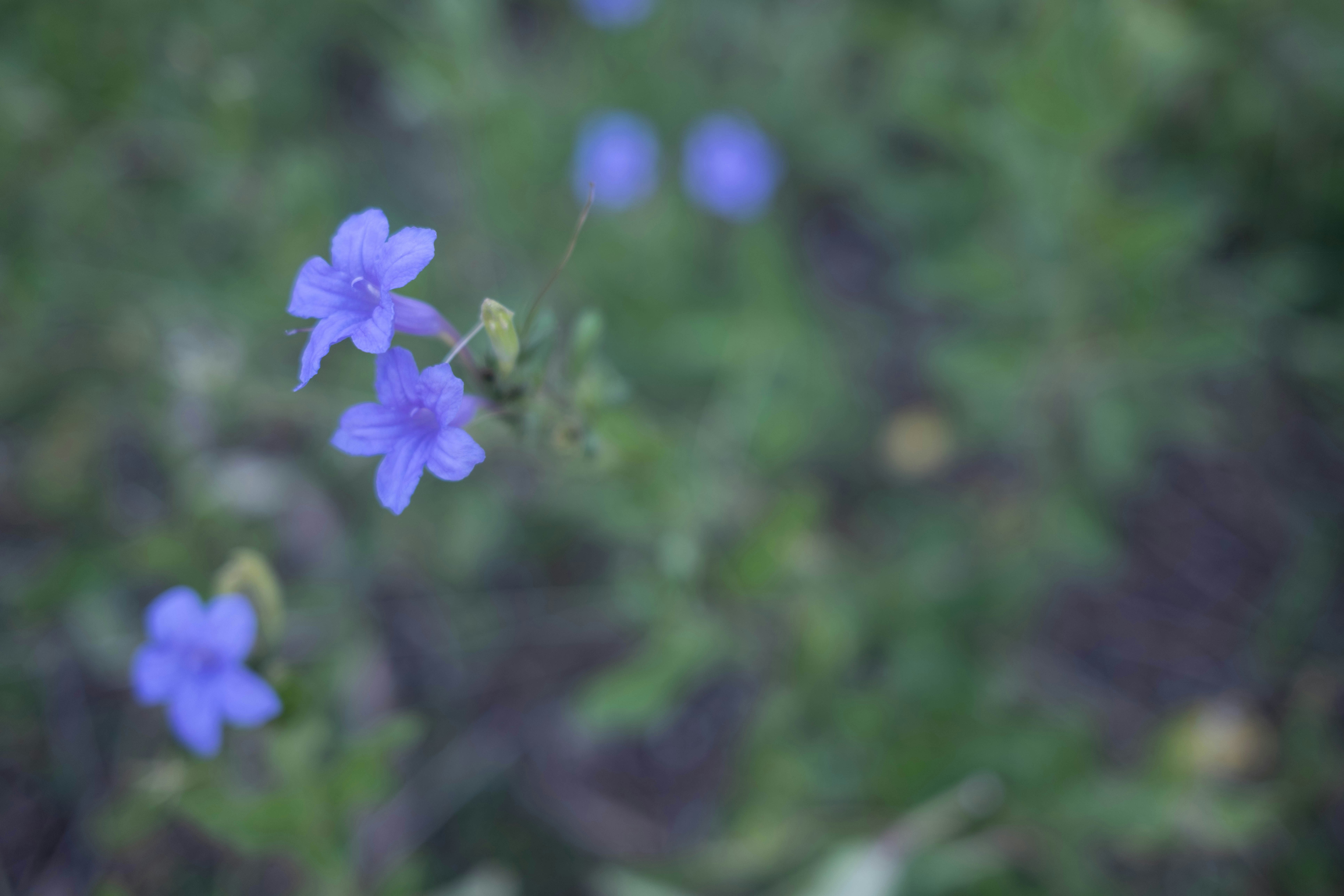 Soft-focus blue flowers in a natural setting, with the subject slightly off-center and a blurred green background. The scene appears to be a plain photographic capture of a small cluster of blossoms in a garden.