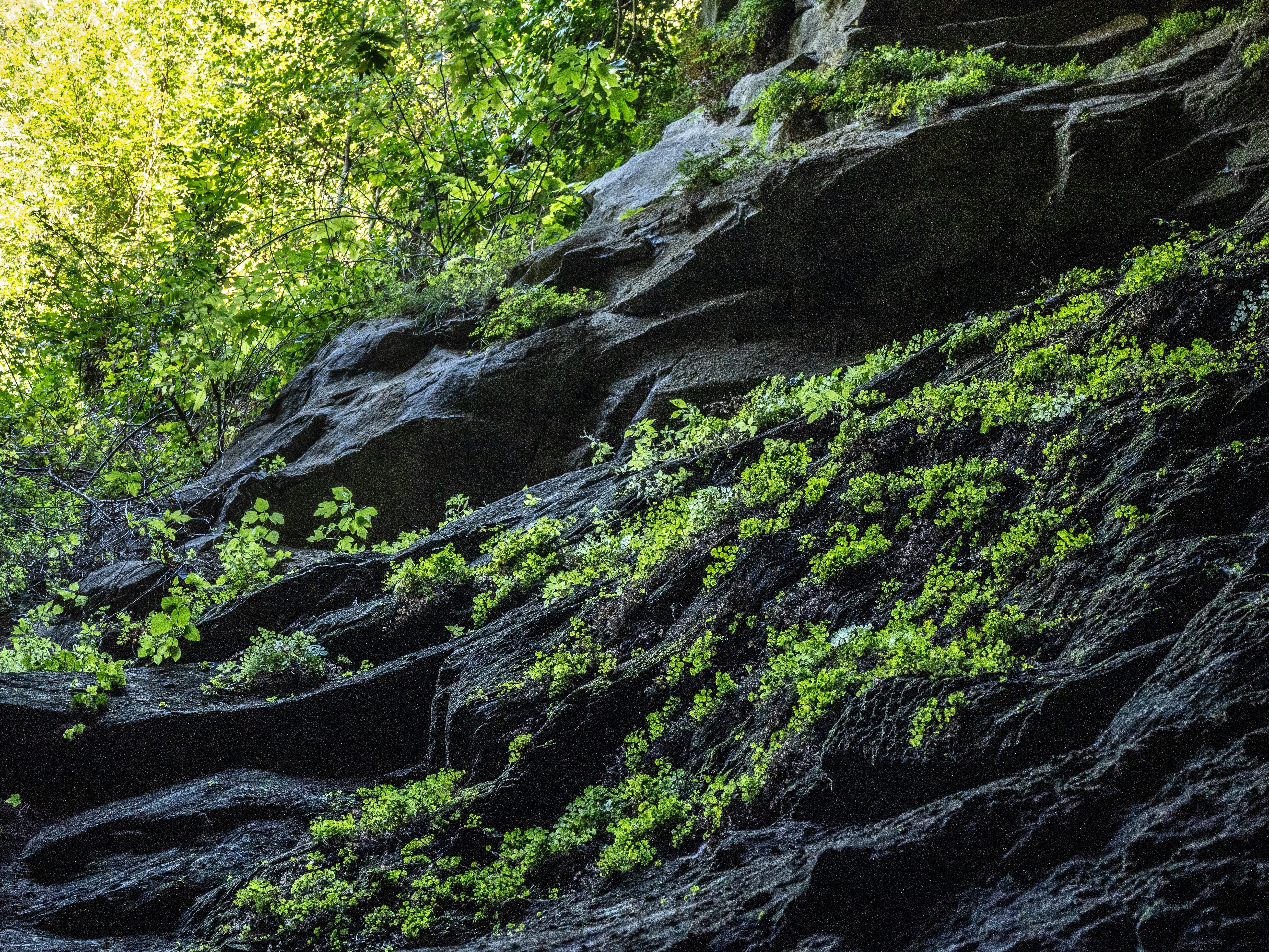 Green Sprouts Clinging to Dark Slate: A Quiet Cliff Scene