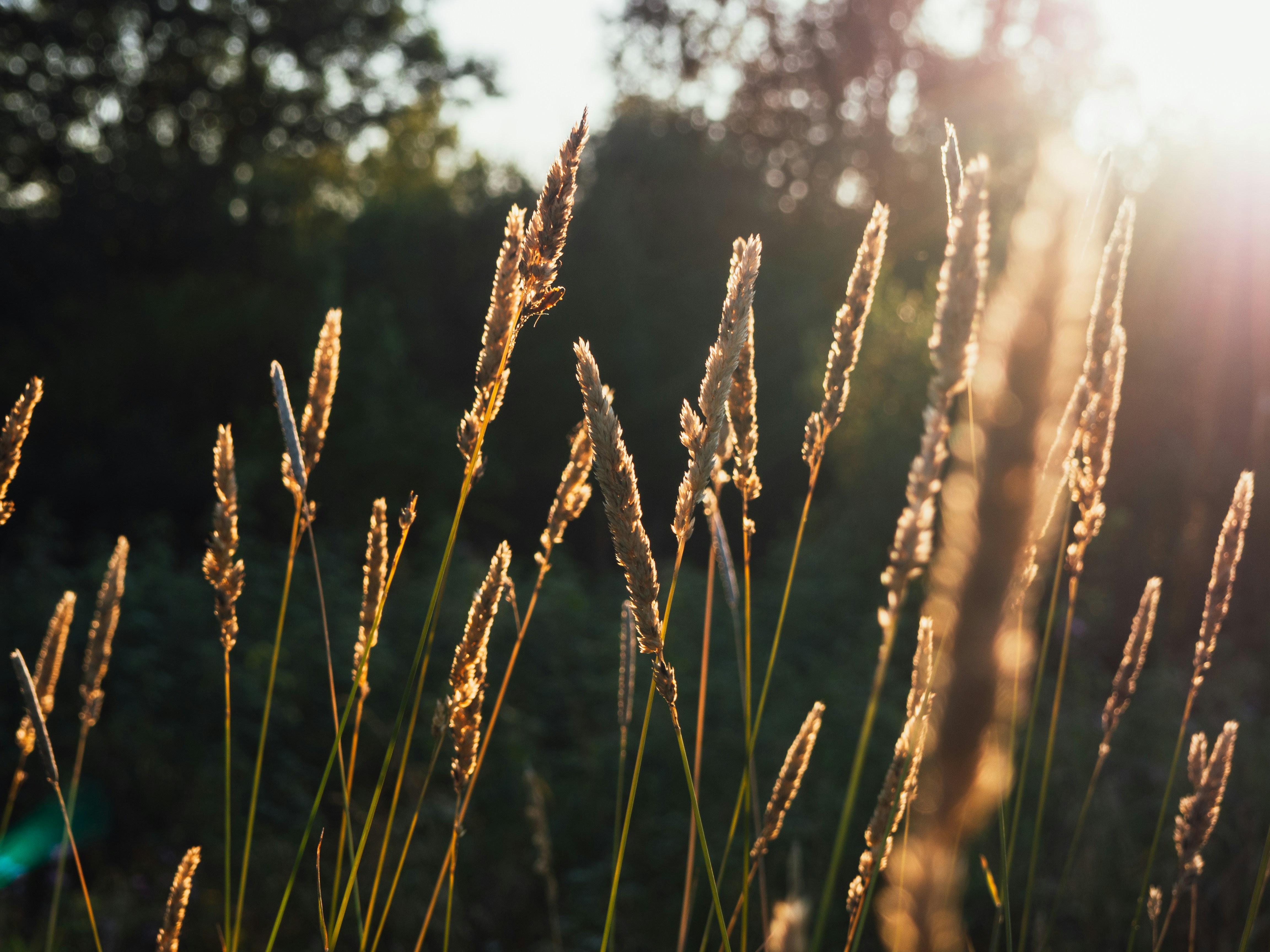 Backlit tall grass heads glow with sunlight at the edge of a blurred treeline, conveying a tranquil, sun-drenched meadow scene.