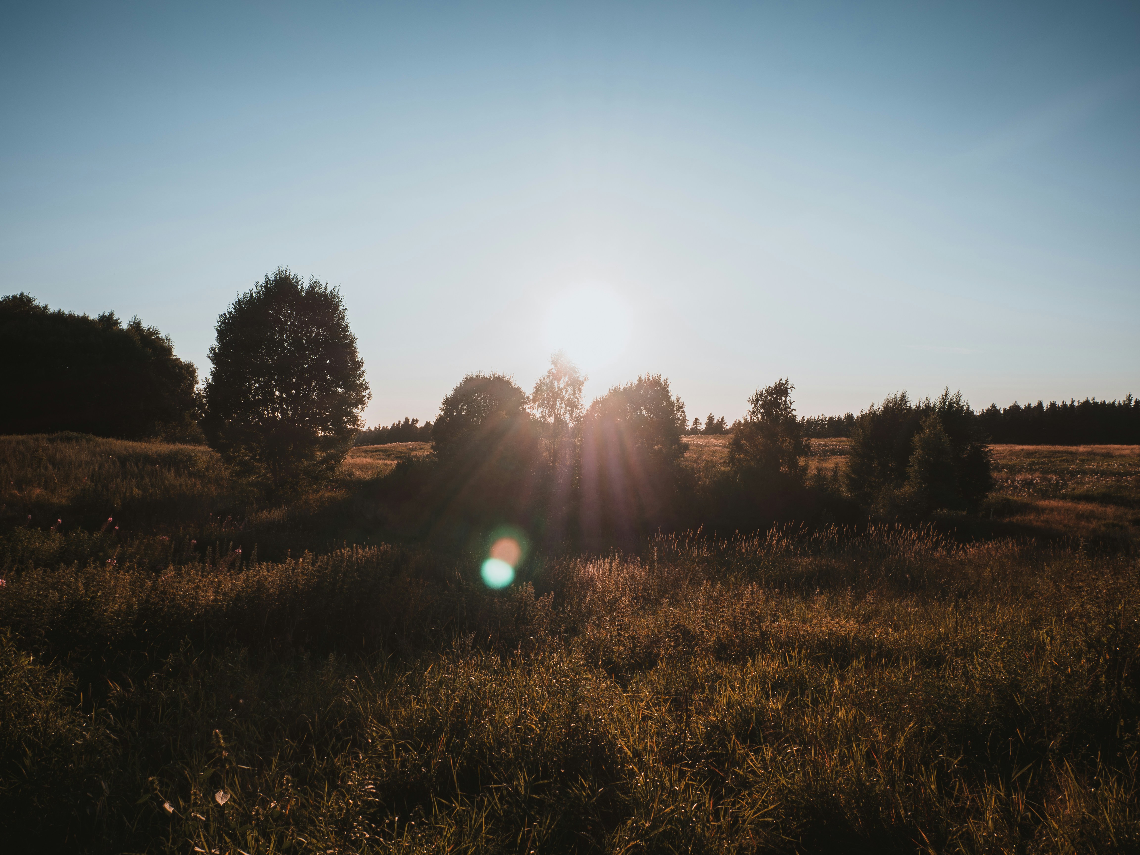 Low Sun, Wide Field: A Quiet Meadow at Golden Hour