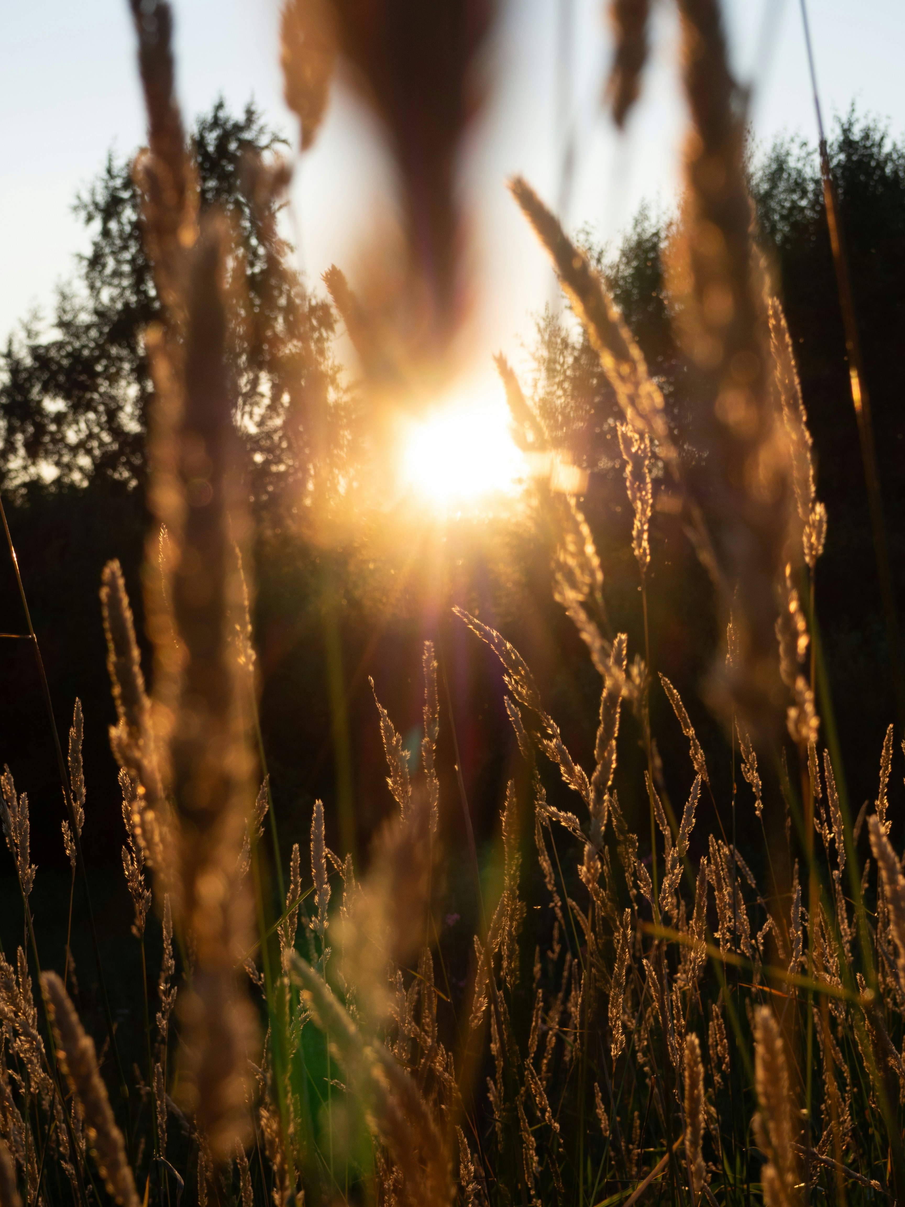 Backlit Summer Gold: Blades of Light at Sunset