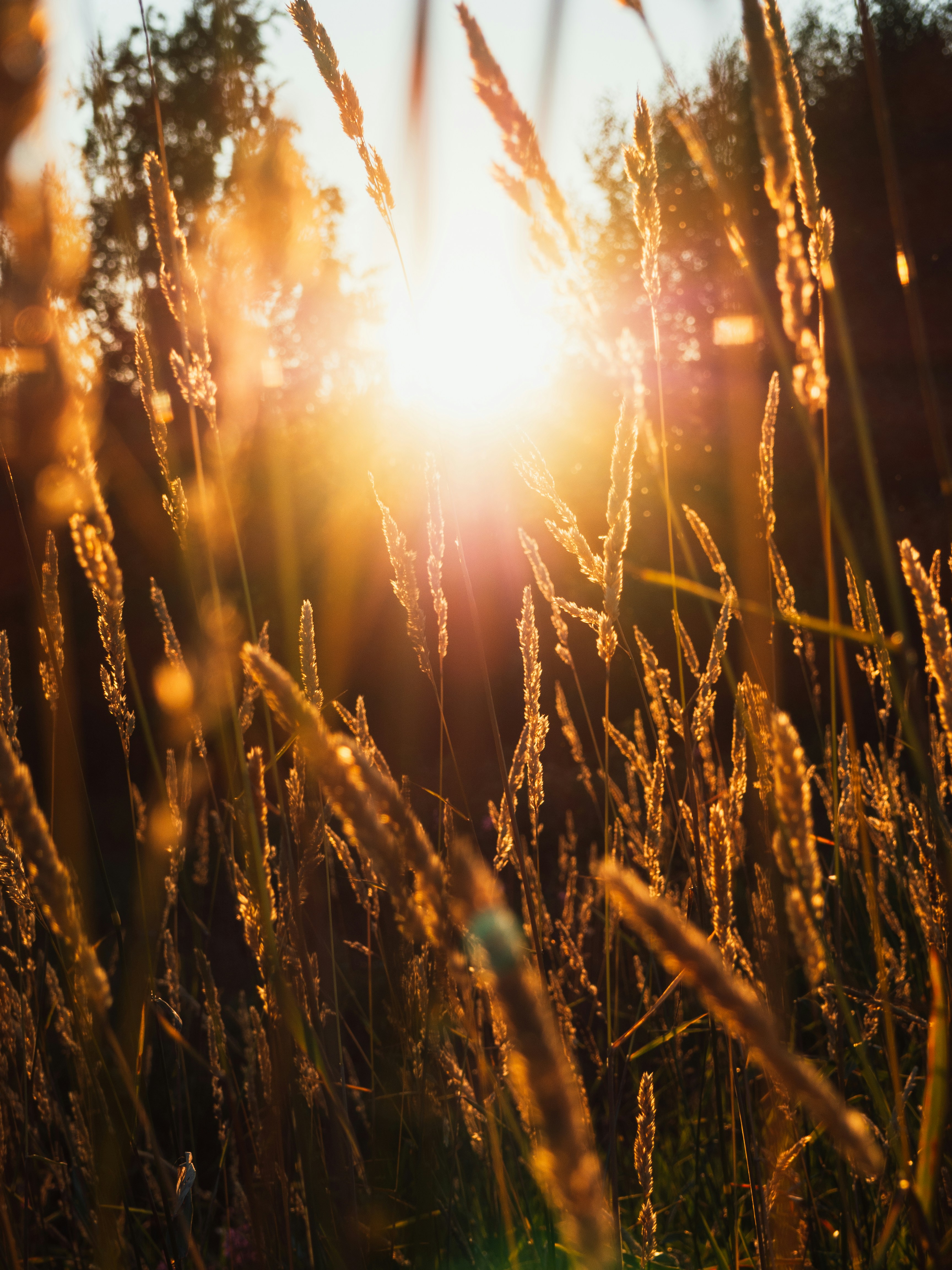 Backlit Field of Gold: Sunlit Grasses at Dusk
