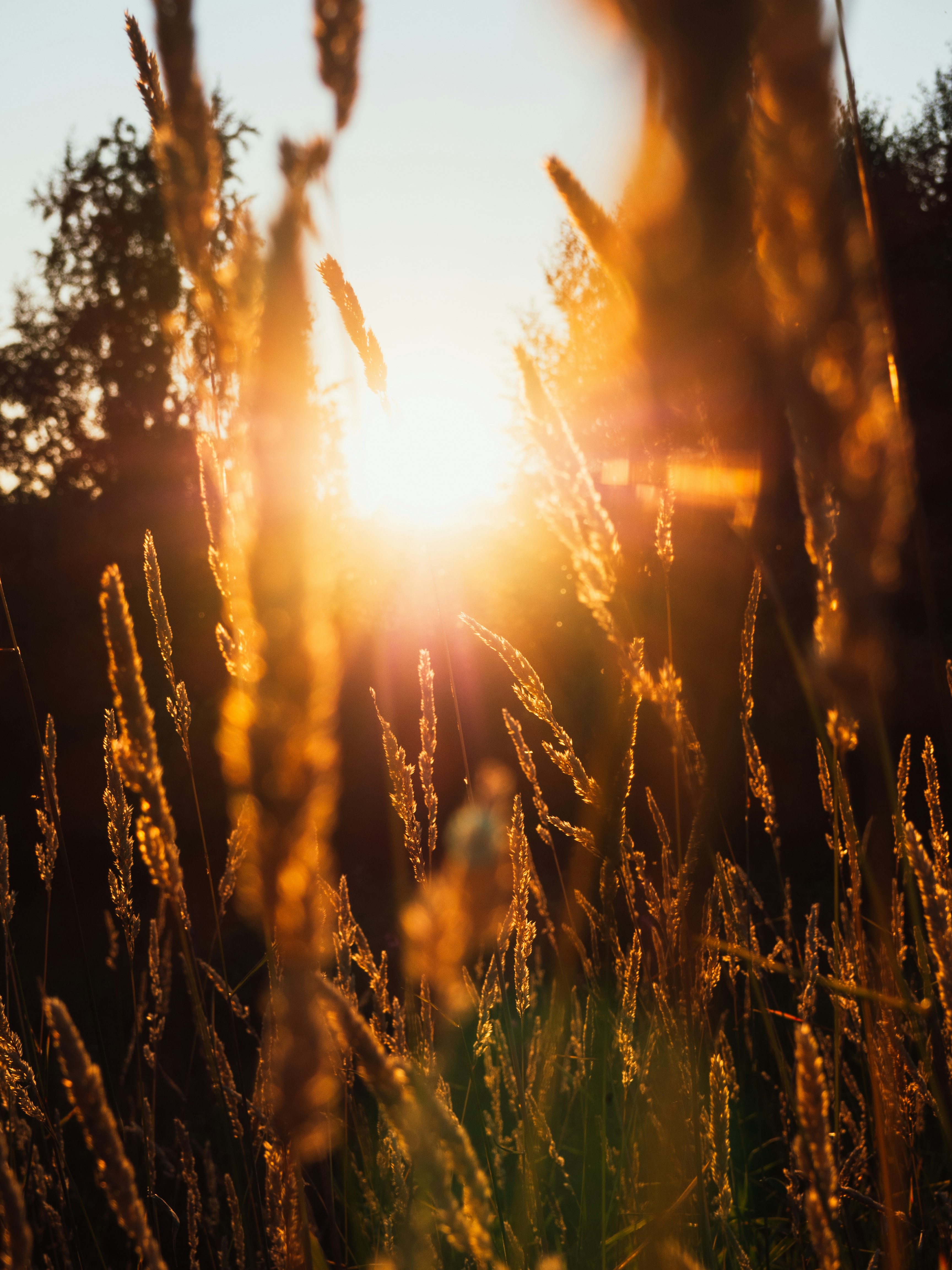Backlit Golden Grasses at Sundown