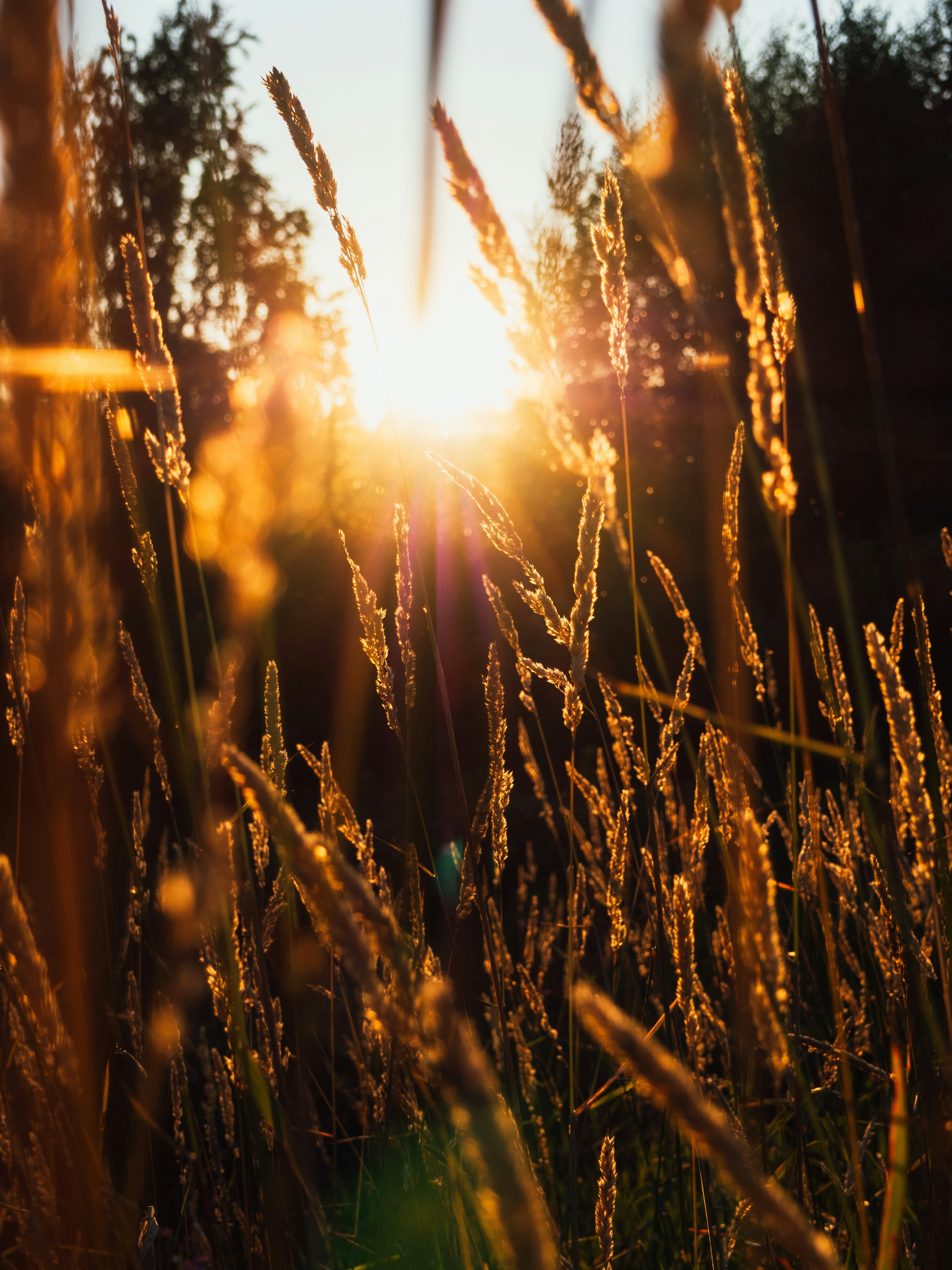 Sunlit Grasses at Dusk: Golden Stems Reaching for the Horizon