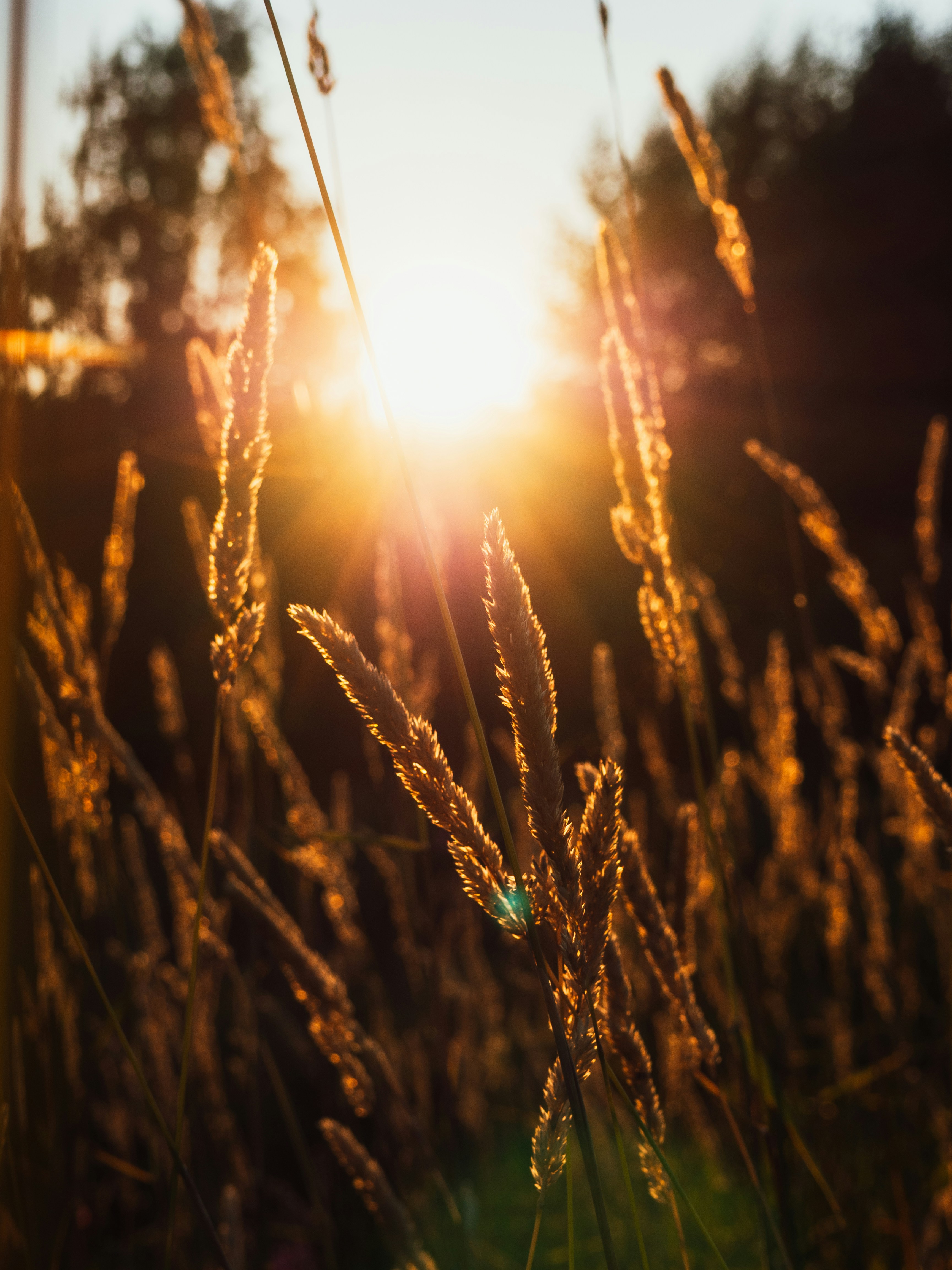 Golden Hour Among Tall Grasses