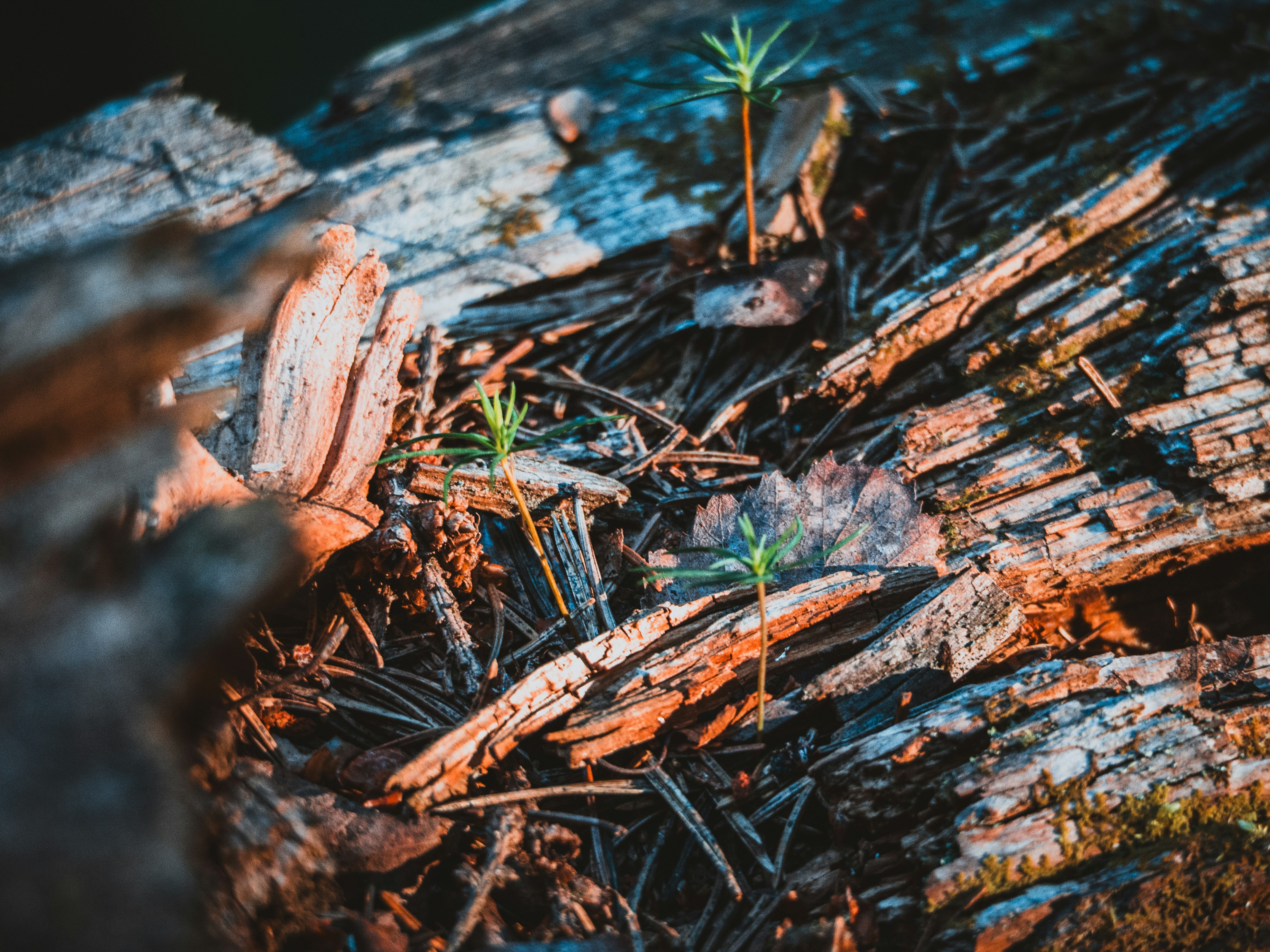 Emerging Green: Tiny Seedlings Reclaim a Charred Log