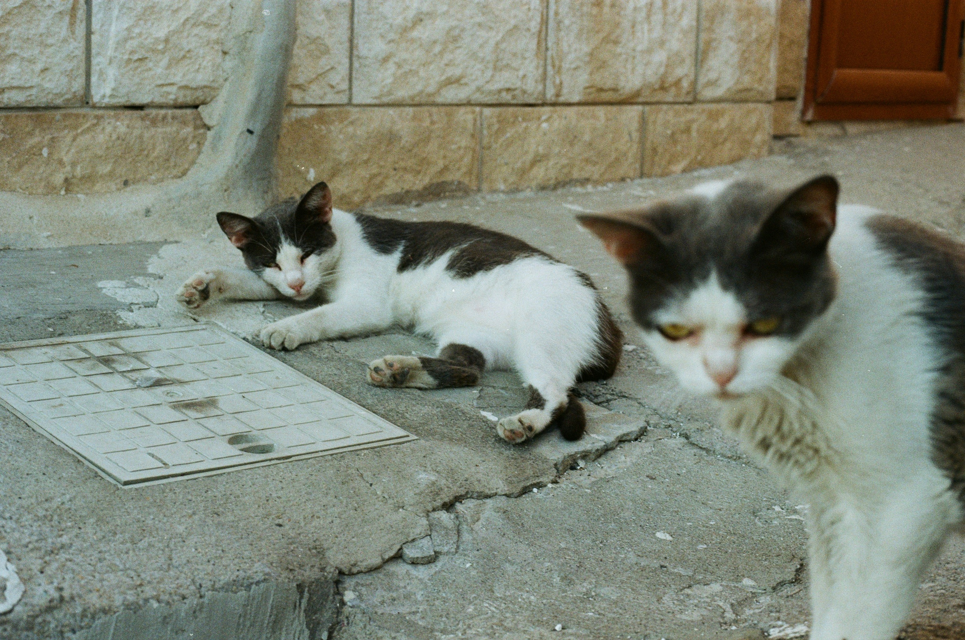 Two street cats on a sunlit doorstep amid a weathered curb