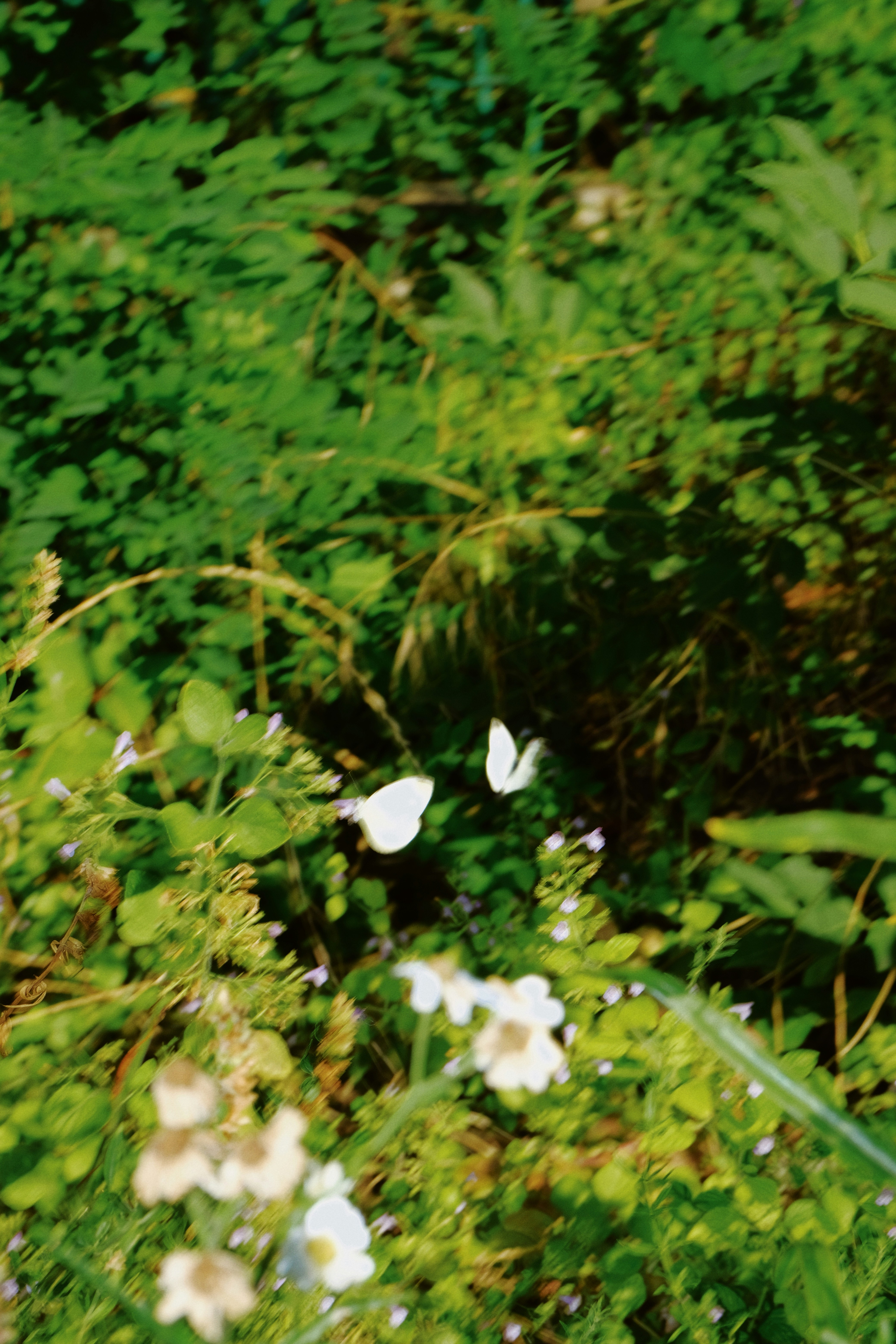 White Butterflies Among Green Silence