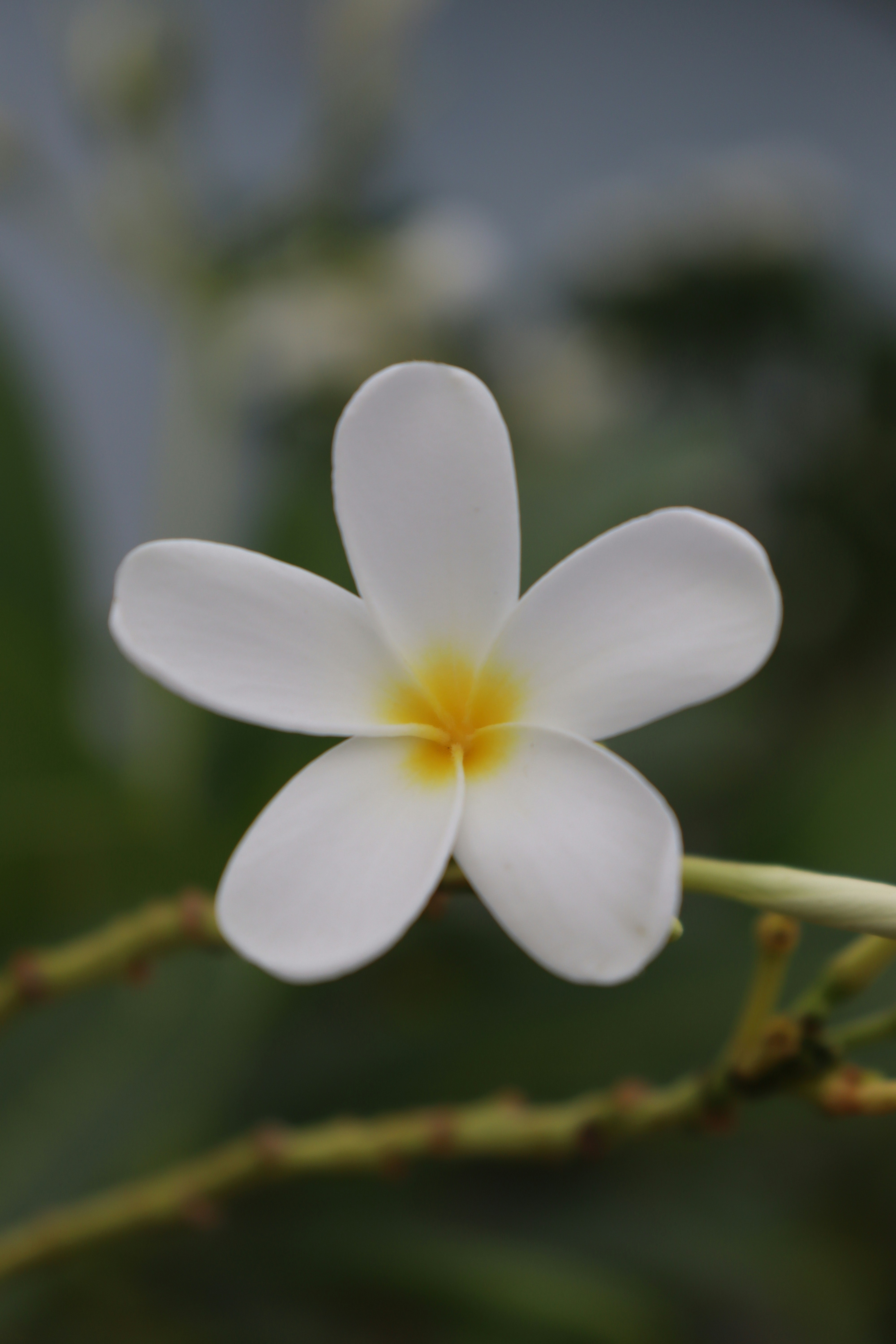 White Plumeria Bloom Centerstage in Soft Focus