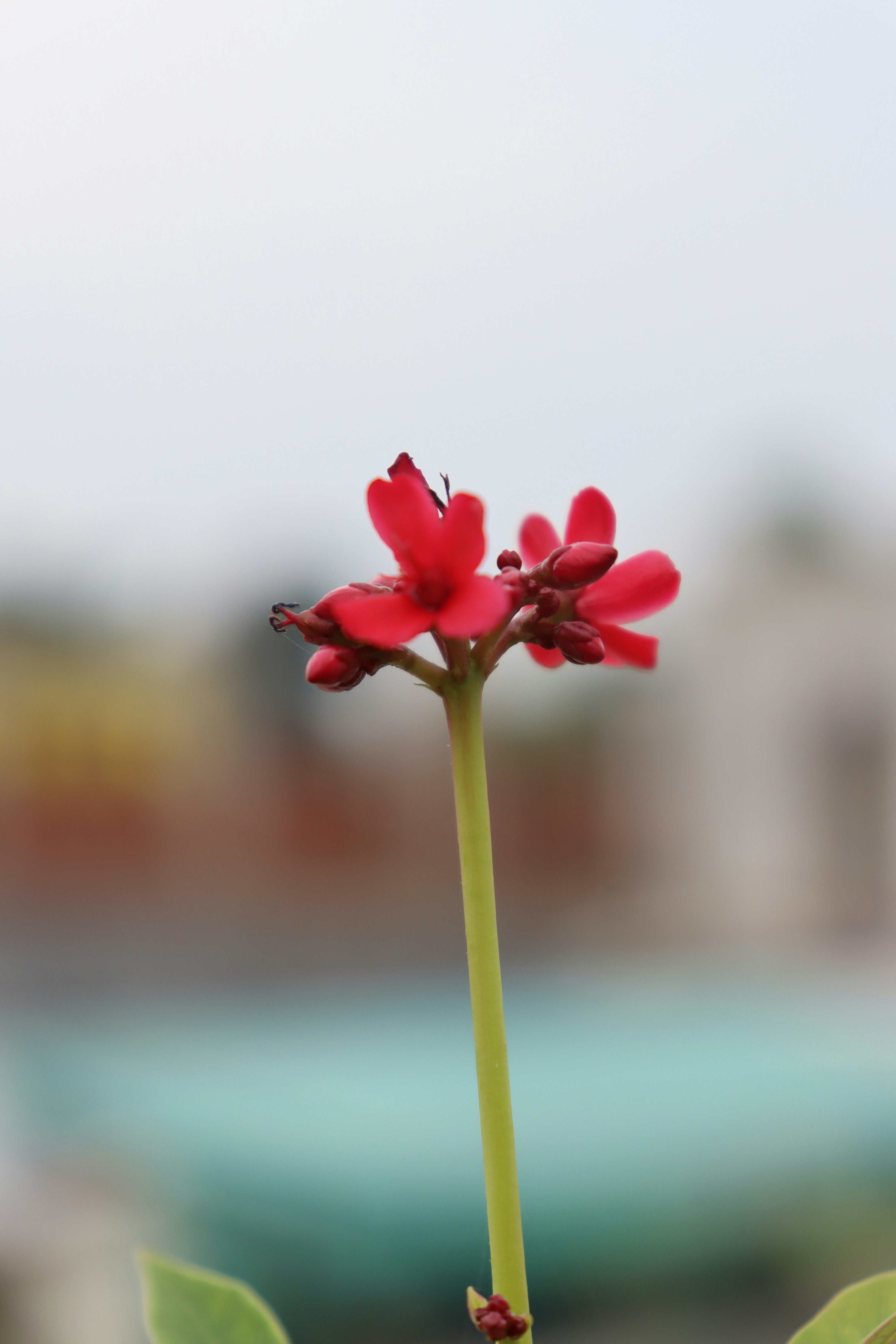 Red Bloom Reaching Skyward: A Delicate Stem in Sharp Focus