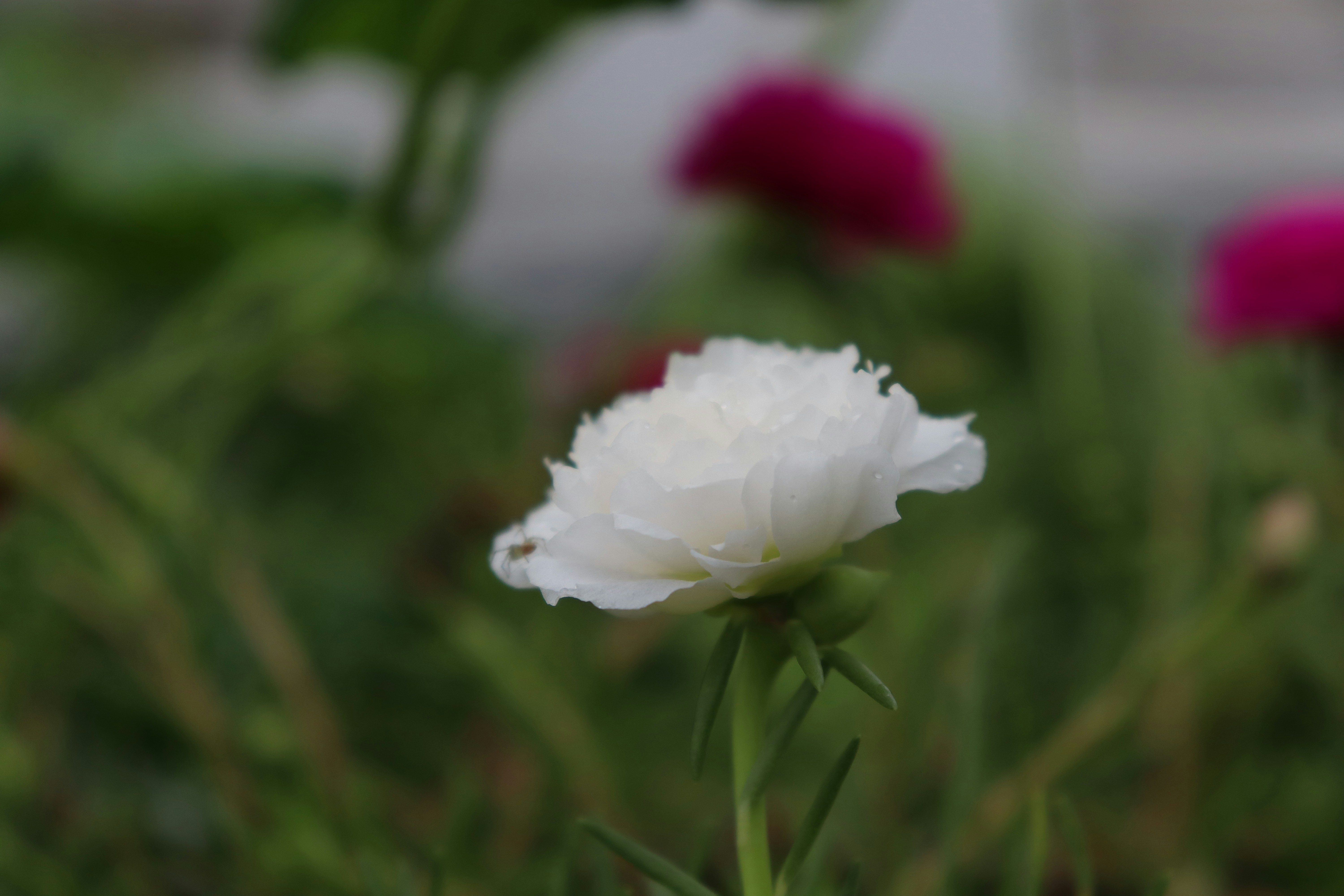 White Rose in Soft Backdrop: Quiet Garden Moment