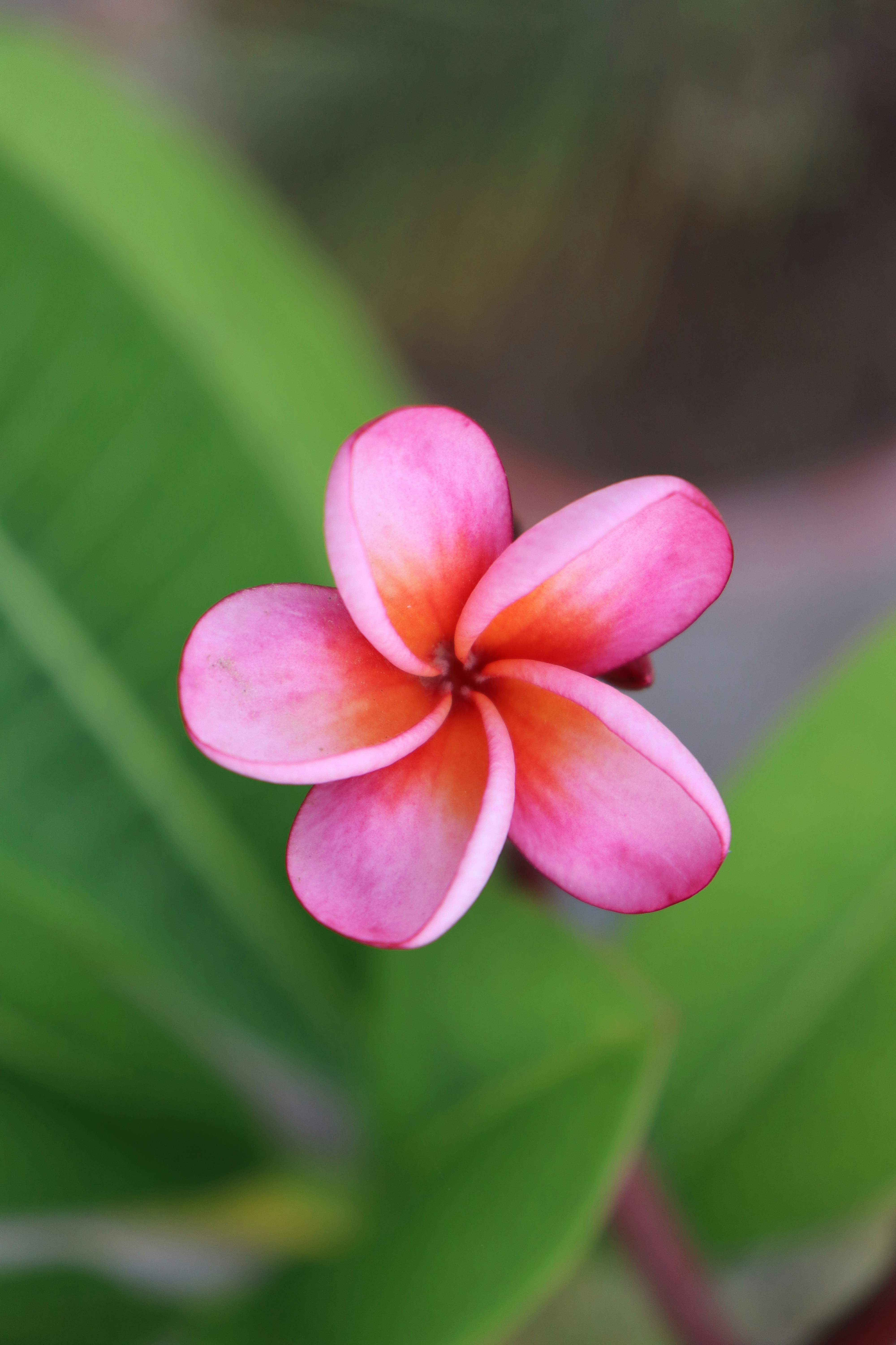 Pink Plumeria in Focus: a Delicate Blossom Against Green Backdrop