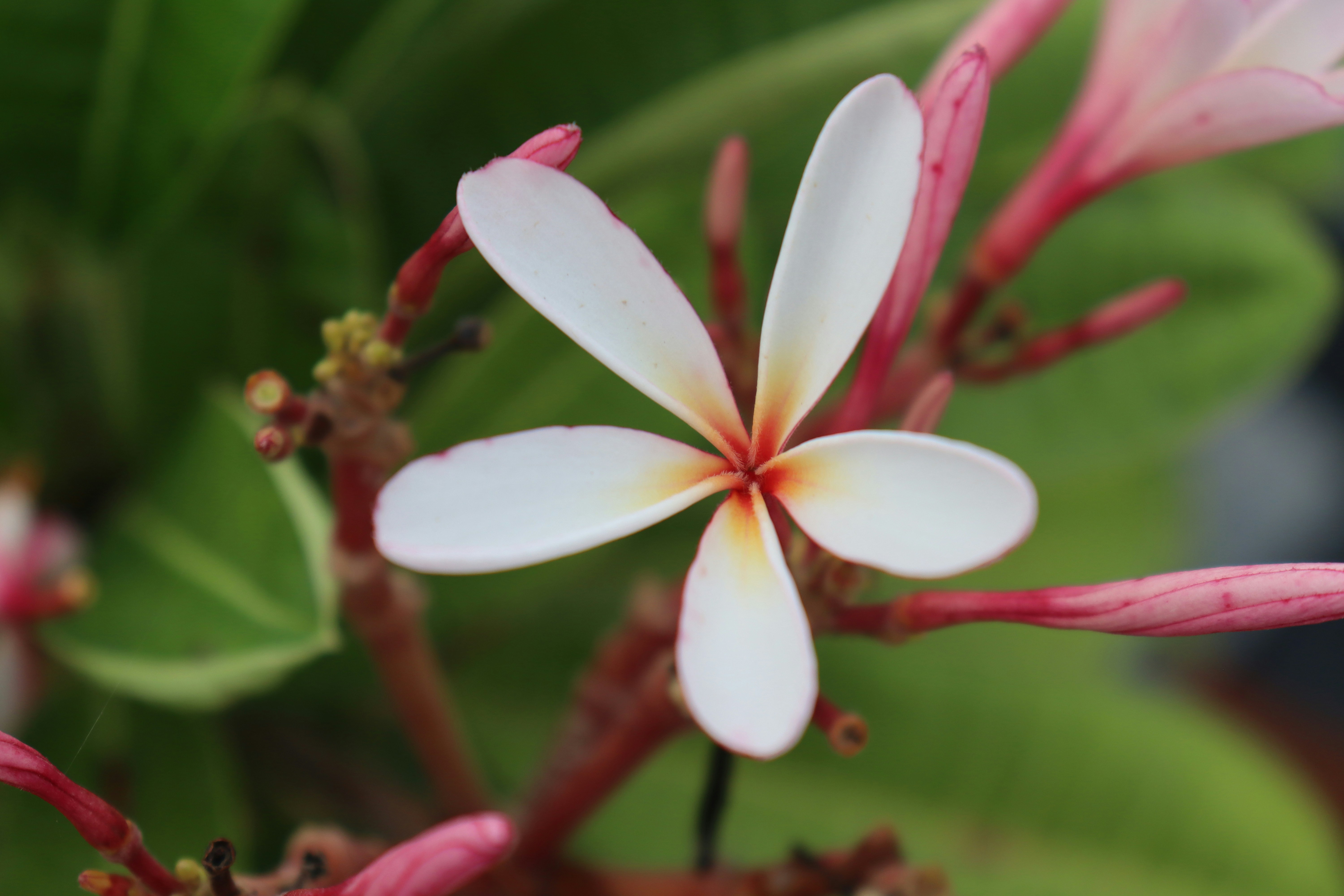 Central Plume of a Plumeria: White Petals with Amber Center