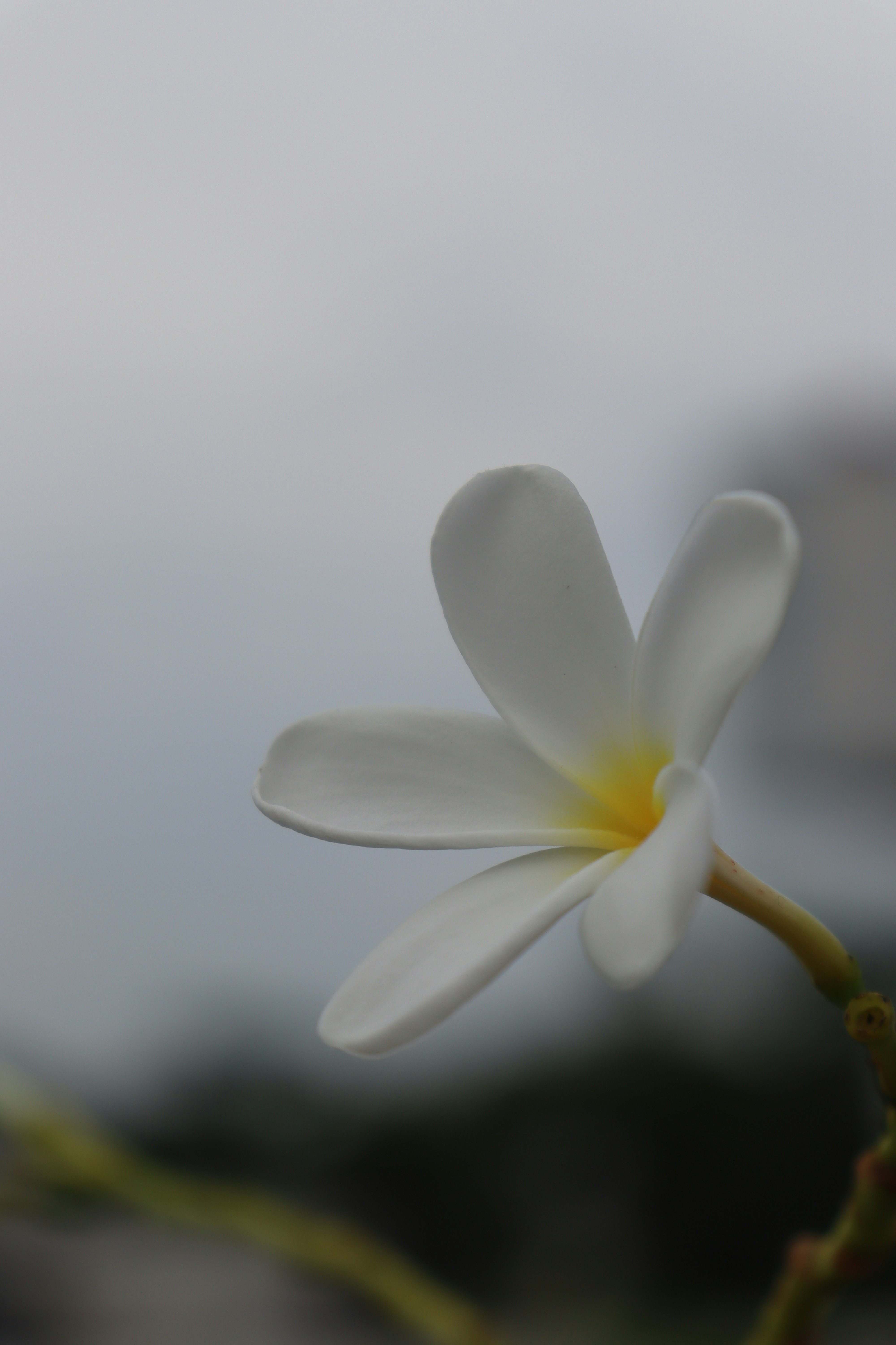 Fragile Bloom in Soft Focus: A Frontal Whisper of White and Yellow