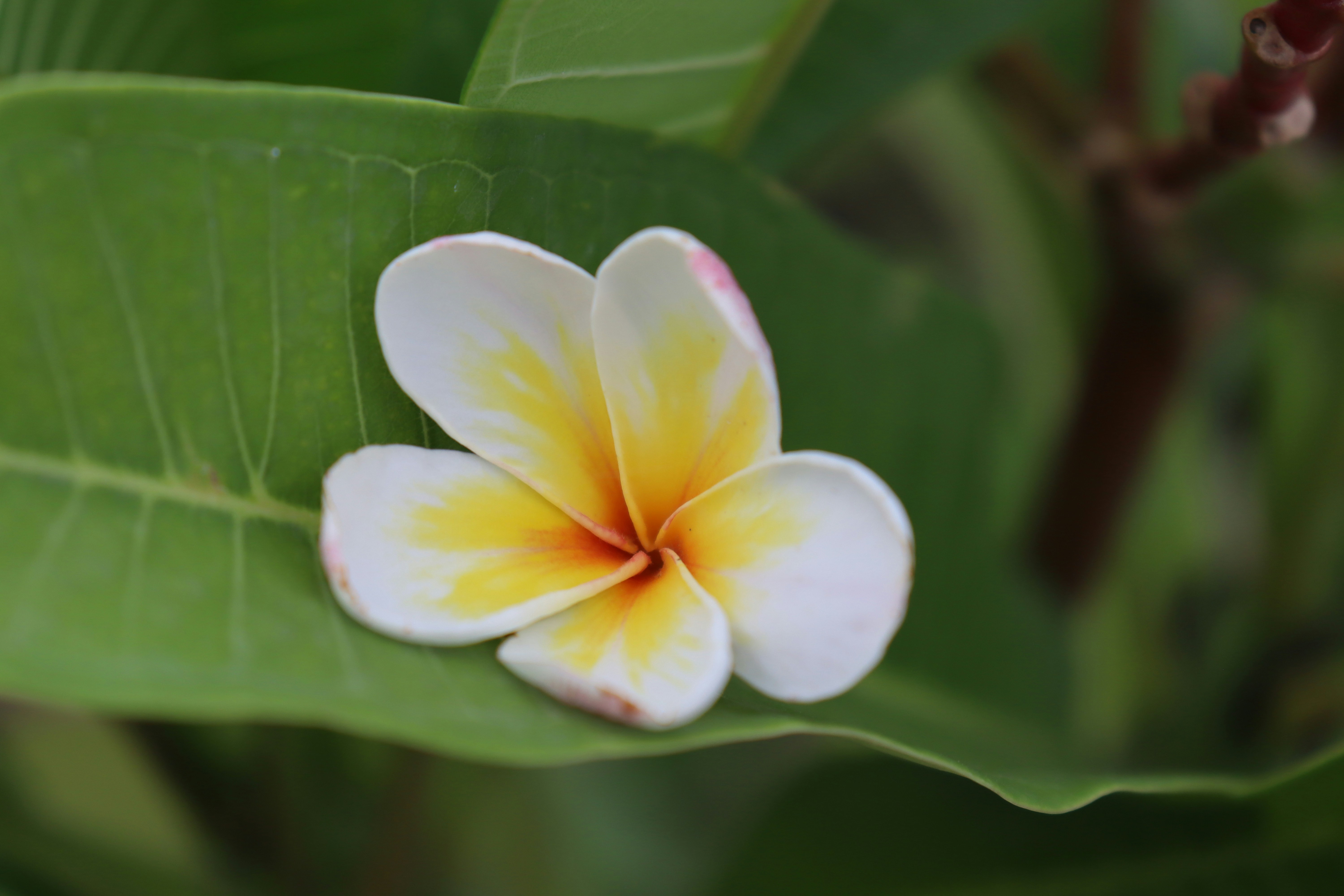 White-Orange Plumeria Bloom resting on glossy green leaf