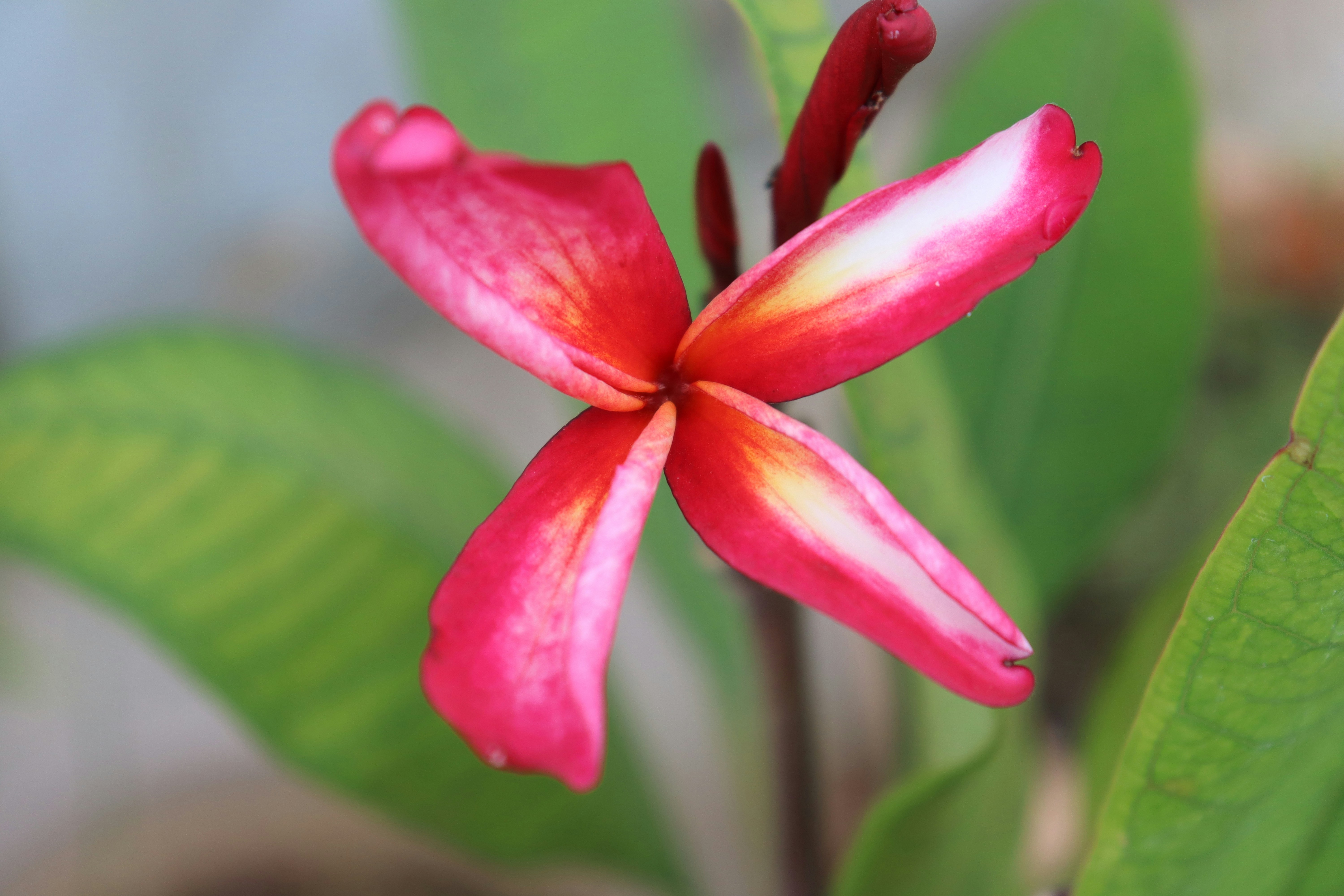 Crimson Starflower: A Single Petal Bloom in Soft Focus Green