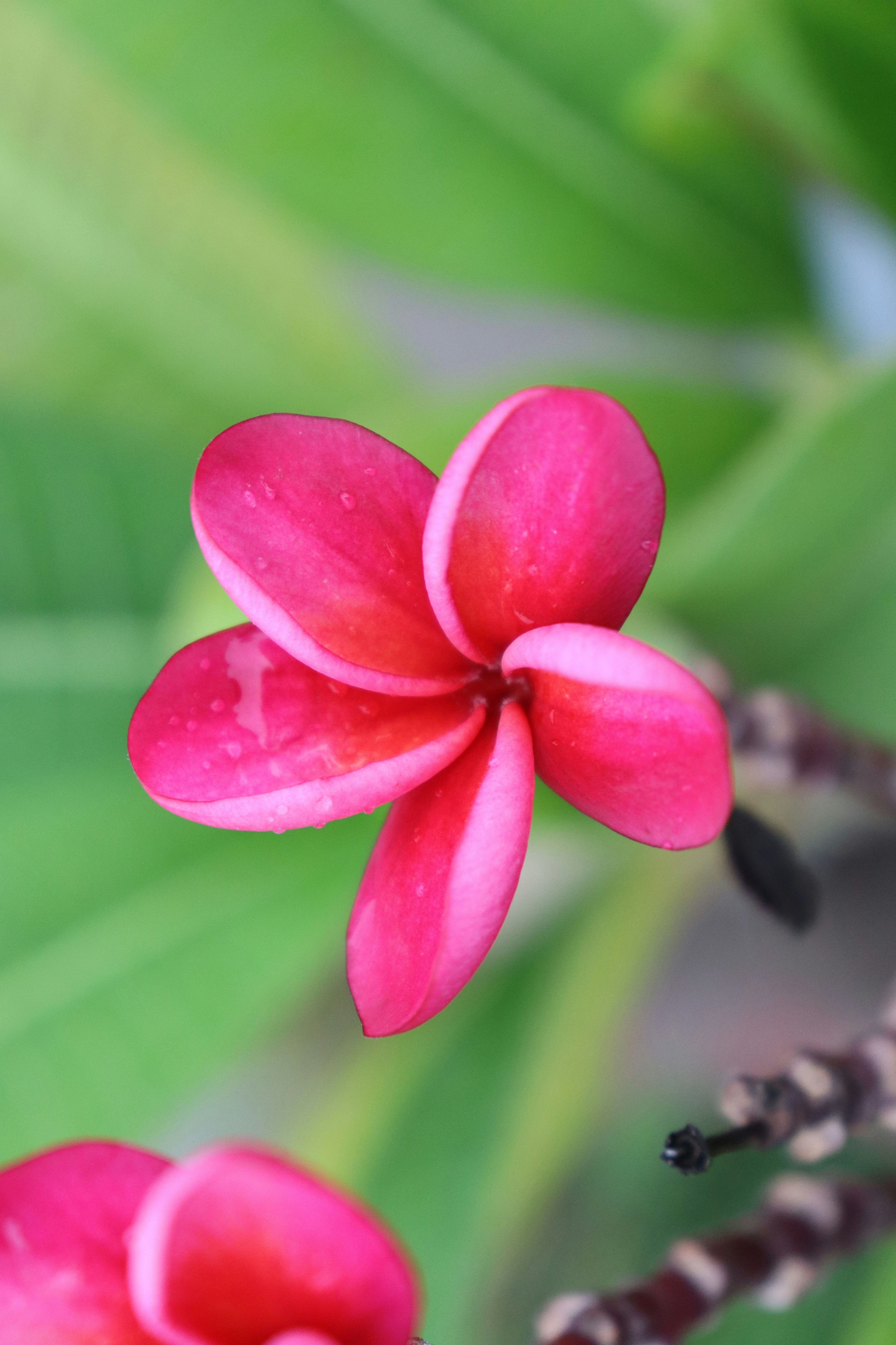 Pink Plumeria in Focus: A Close-Up of a Tropical Bloom