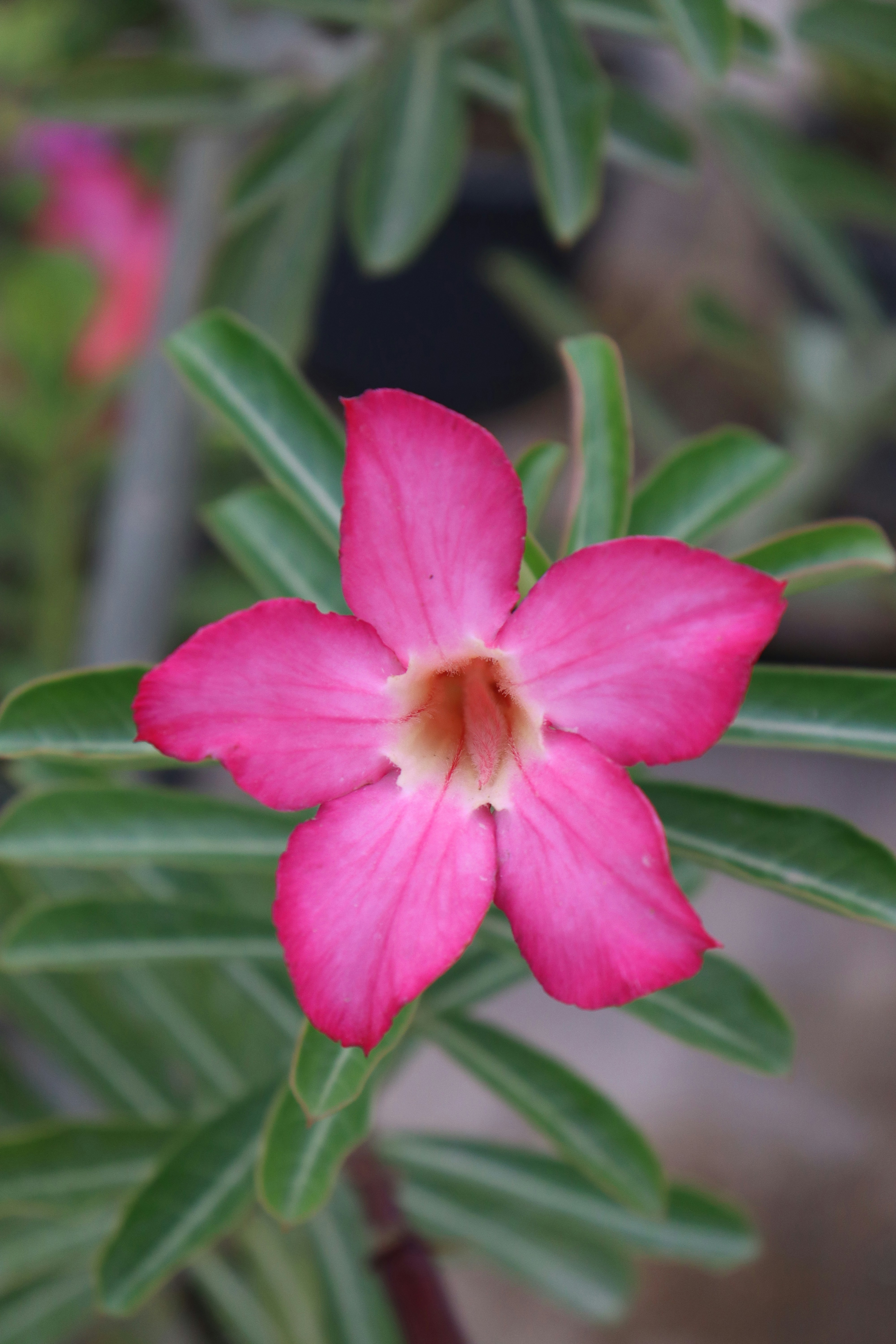 Pink Adrift: A Five-Petaled Bloom in Focus