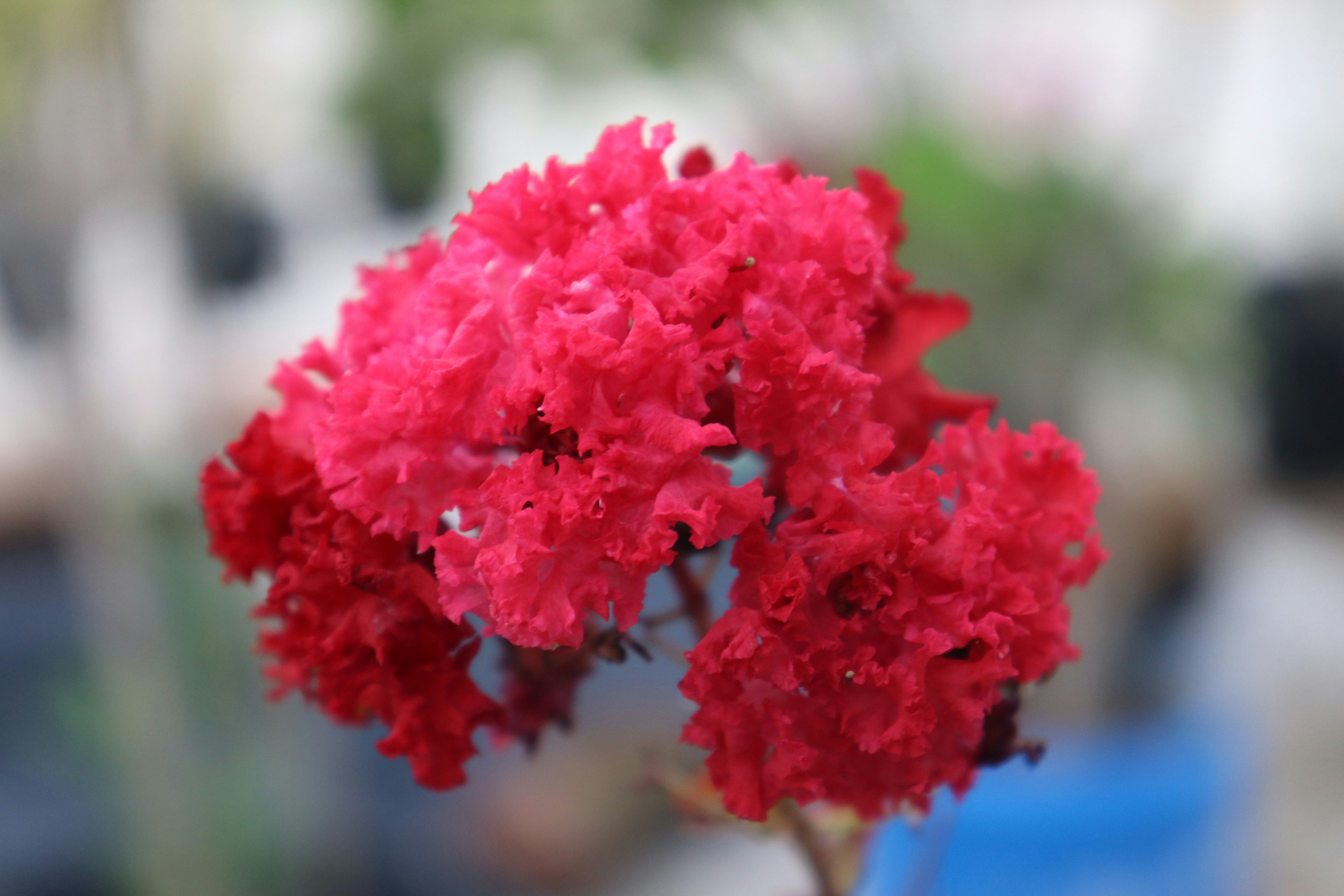 Crimson Bloom in Soft Focus