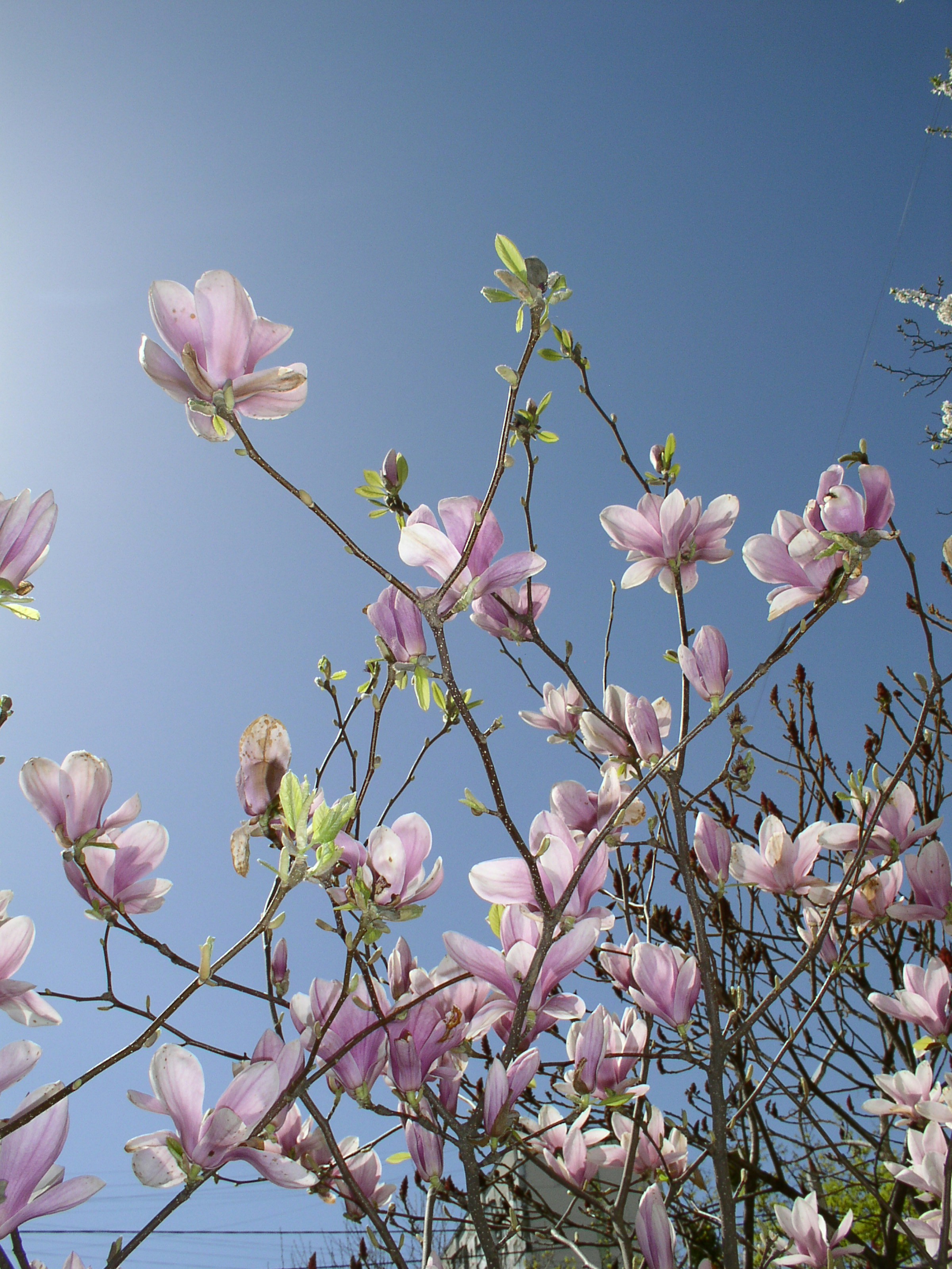 Pale pink magnolia blossoms on thin branches against a clear blue sky.