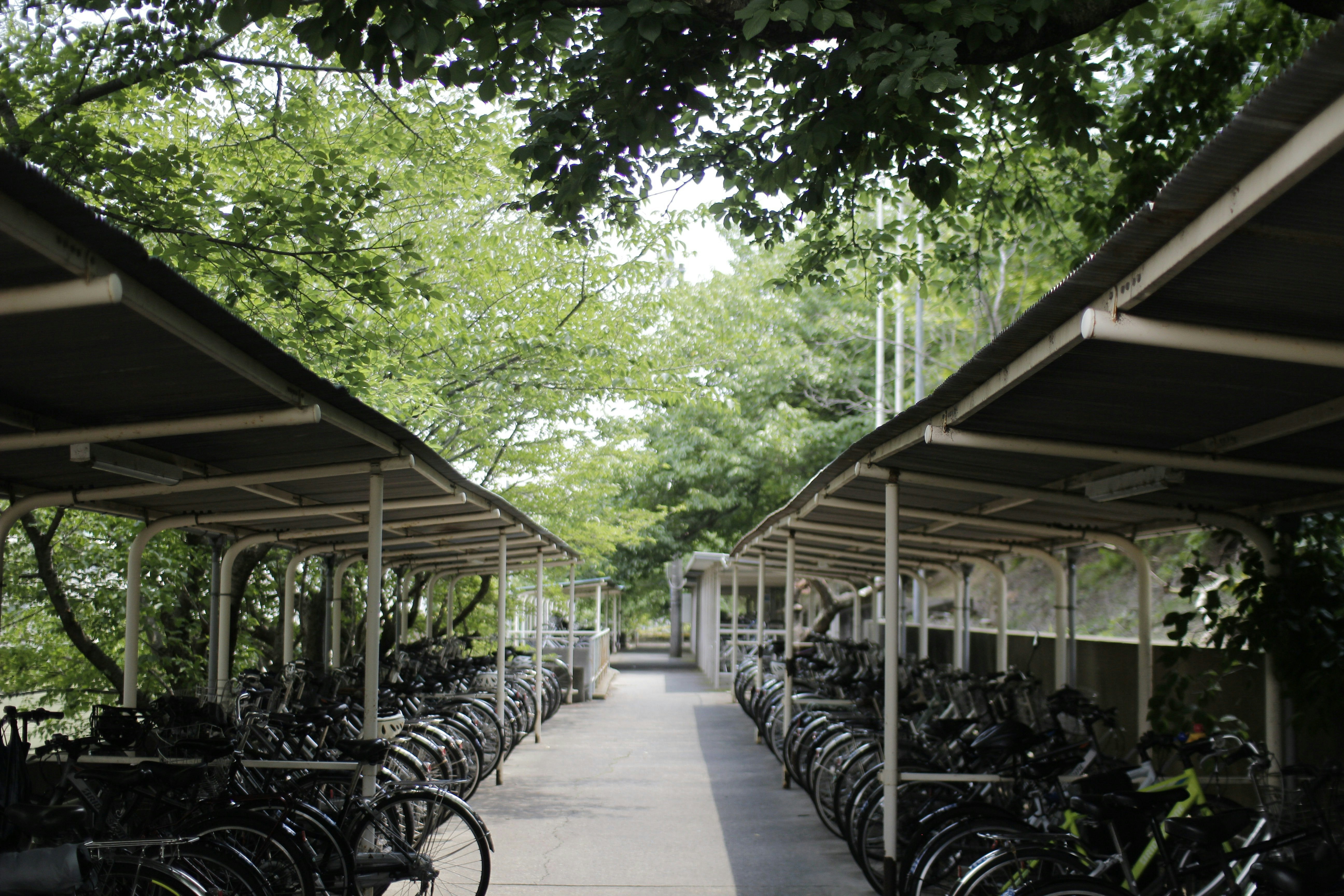 A Quiet Aisle Between Bicycle Shelters