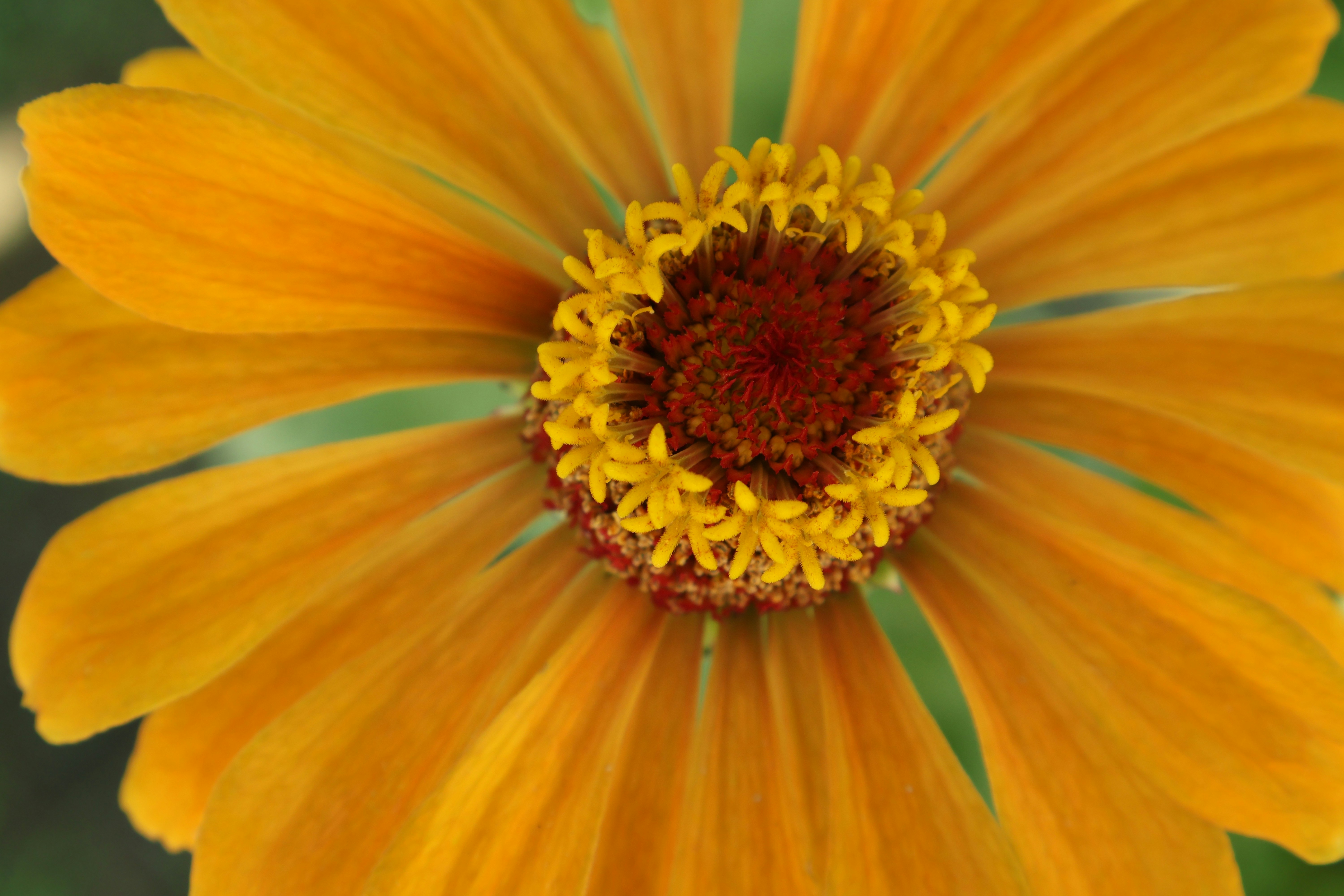 Close-up Bloom: A Sunlit Orange Daisy in Focus