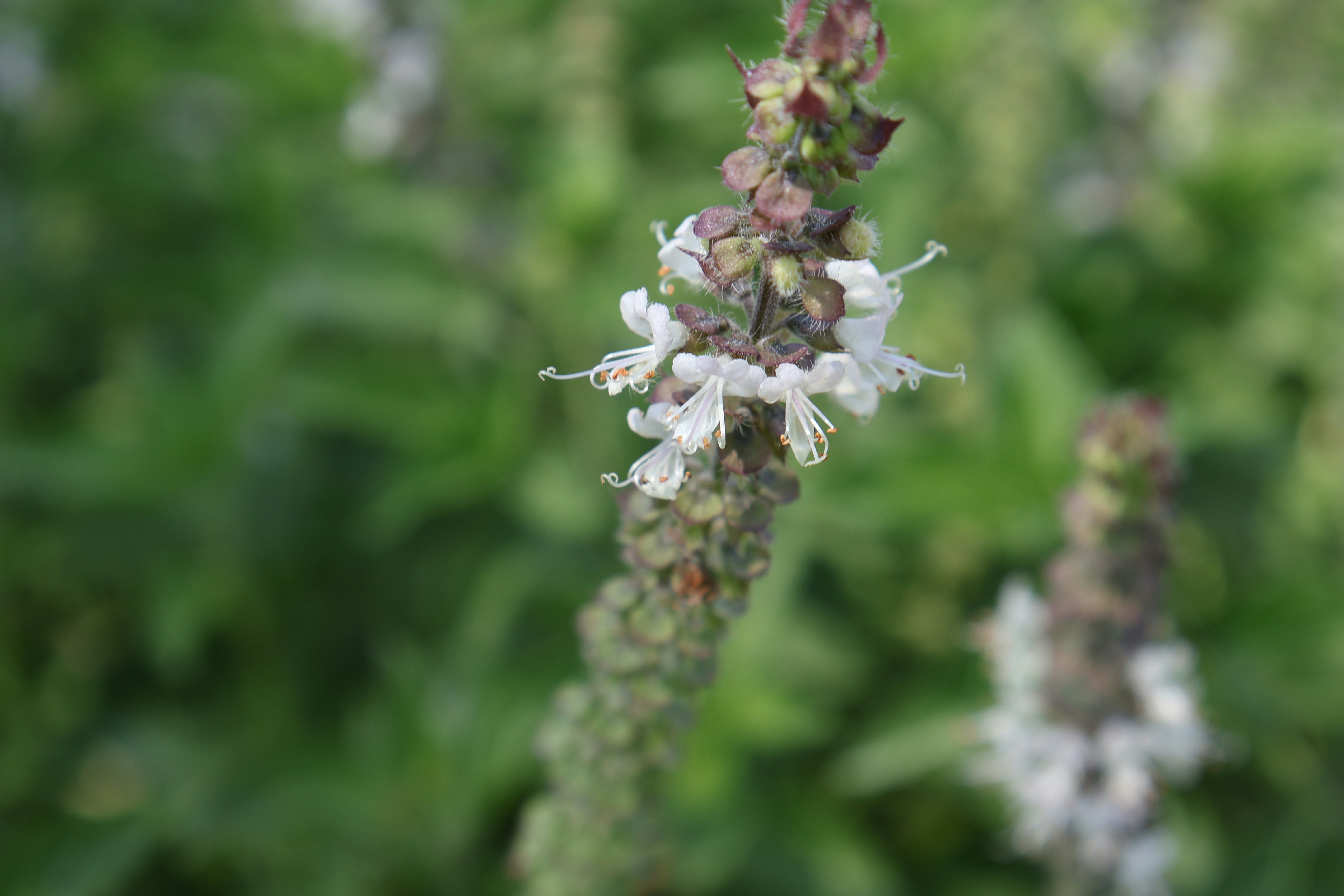 White bloom on a vertical spike: a delicate close-up in a green garden