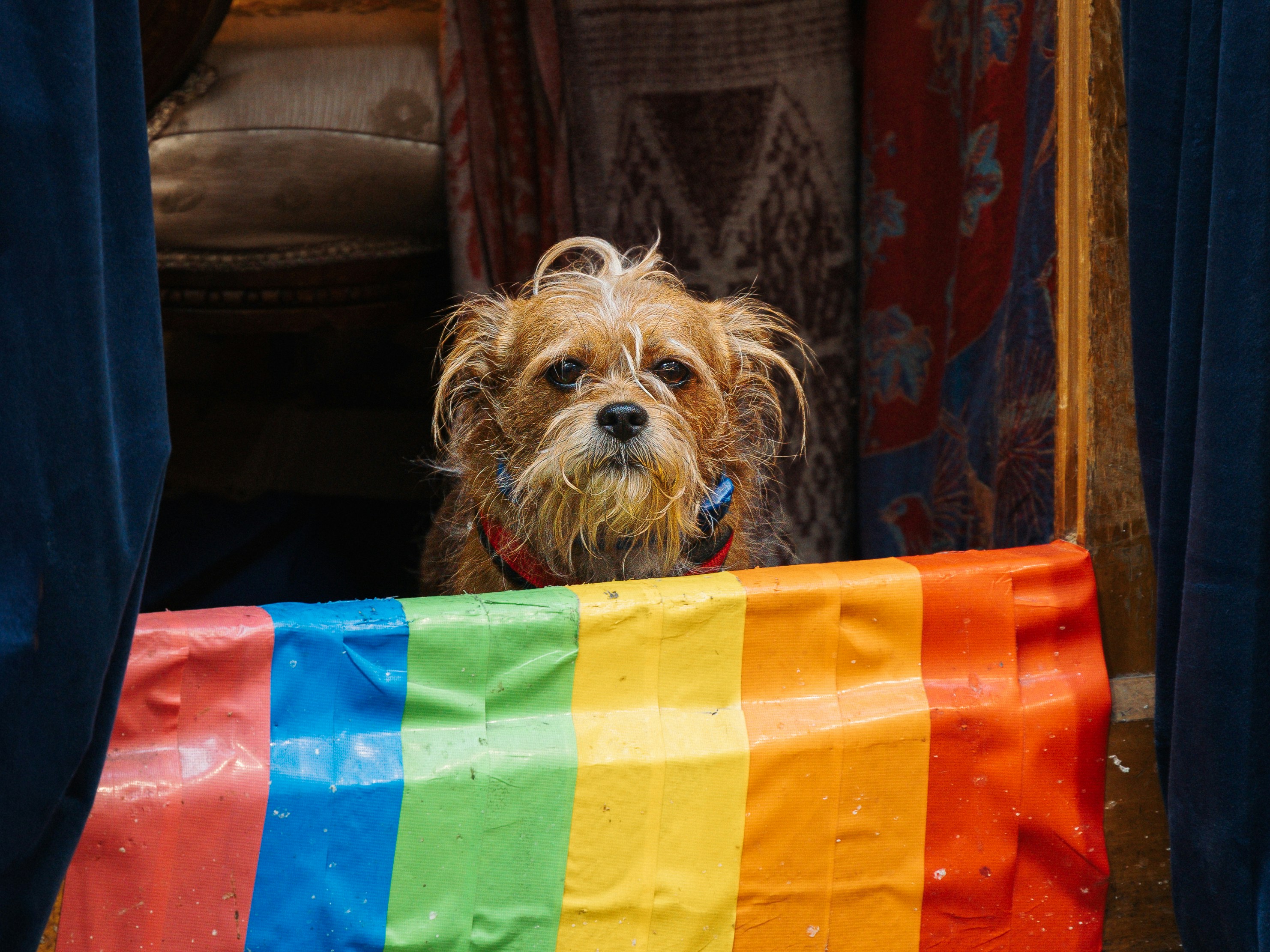 Curious Pup Peeking Through a Colorful Curtain