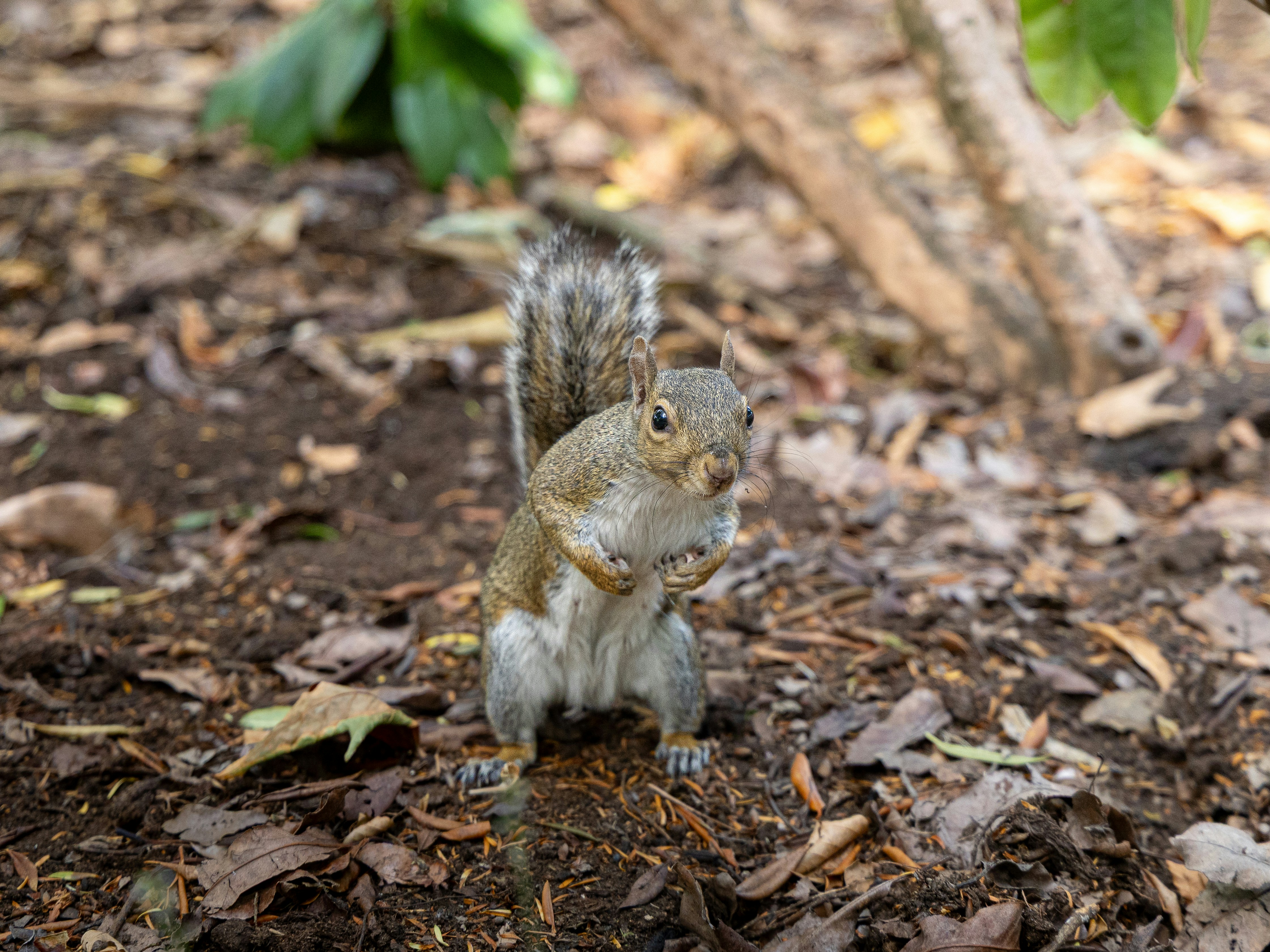 Curious Ground Squirrel Stands Guard Among Fallen Leaves