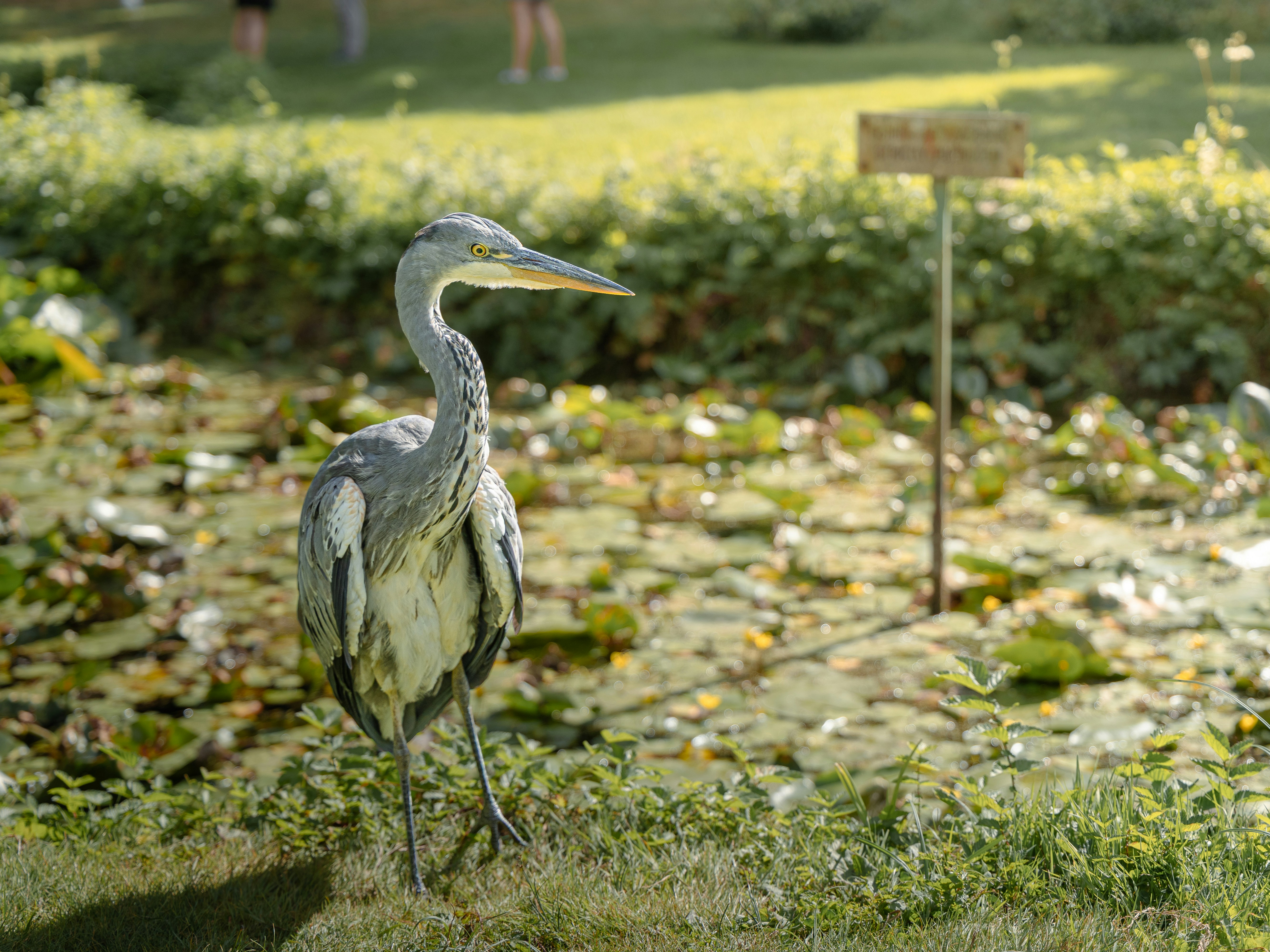 Heron on the Pond: Still Moments by the Lily Pad Edge