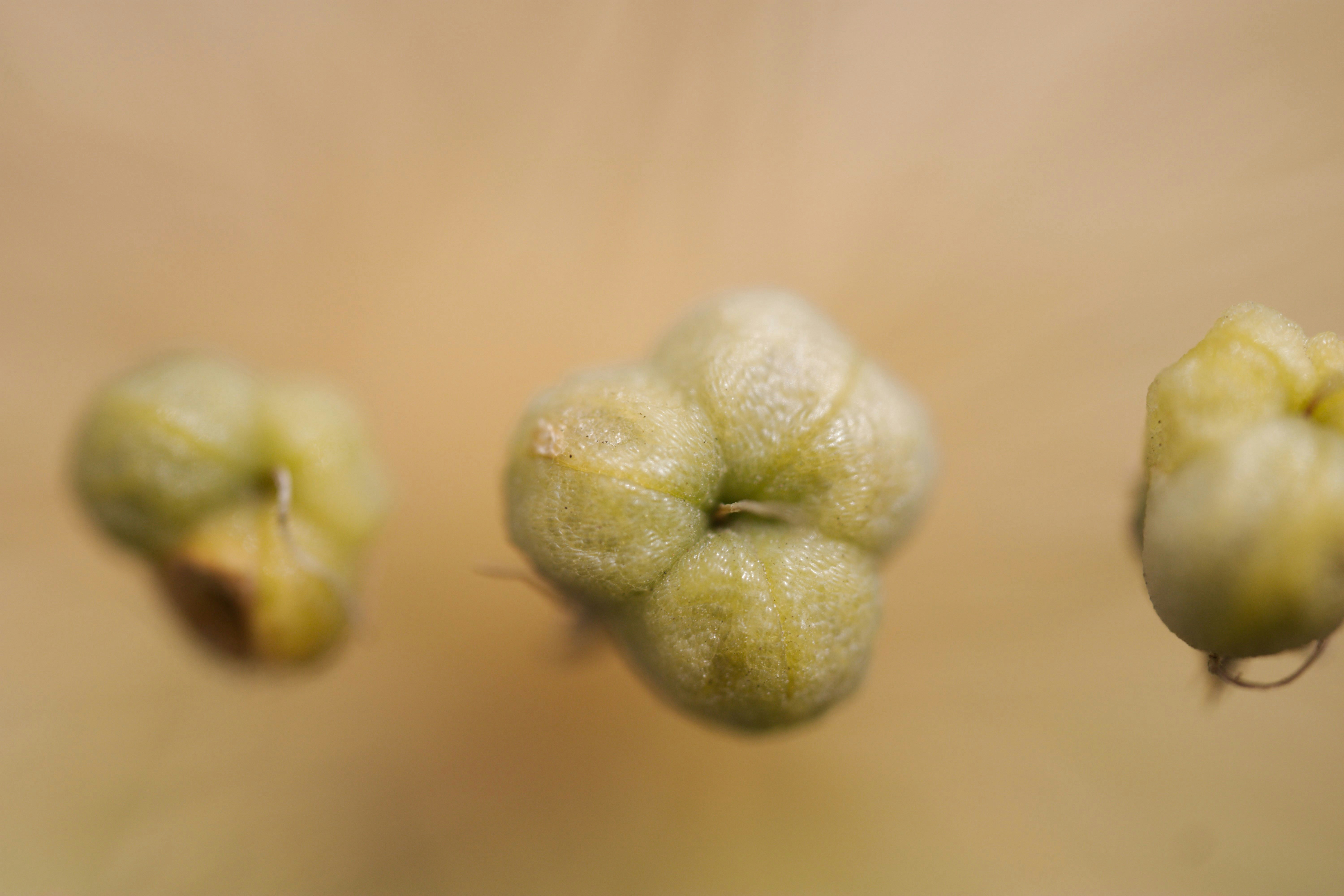 Macro trio: pale globe-like florets suspended in soft gold