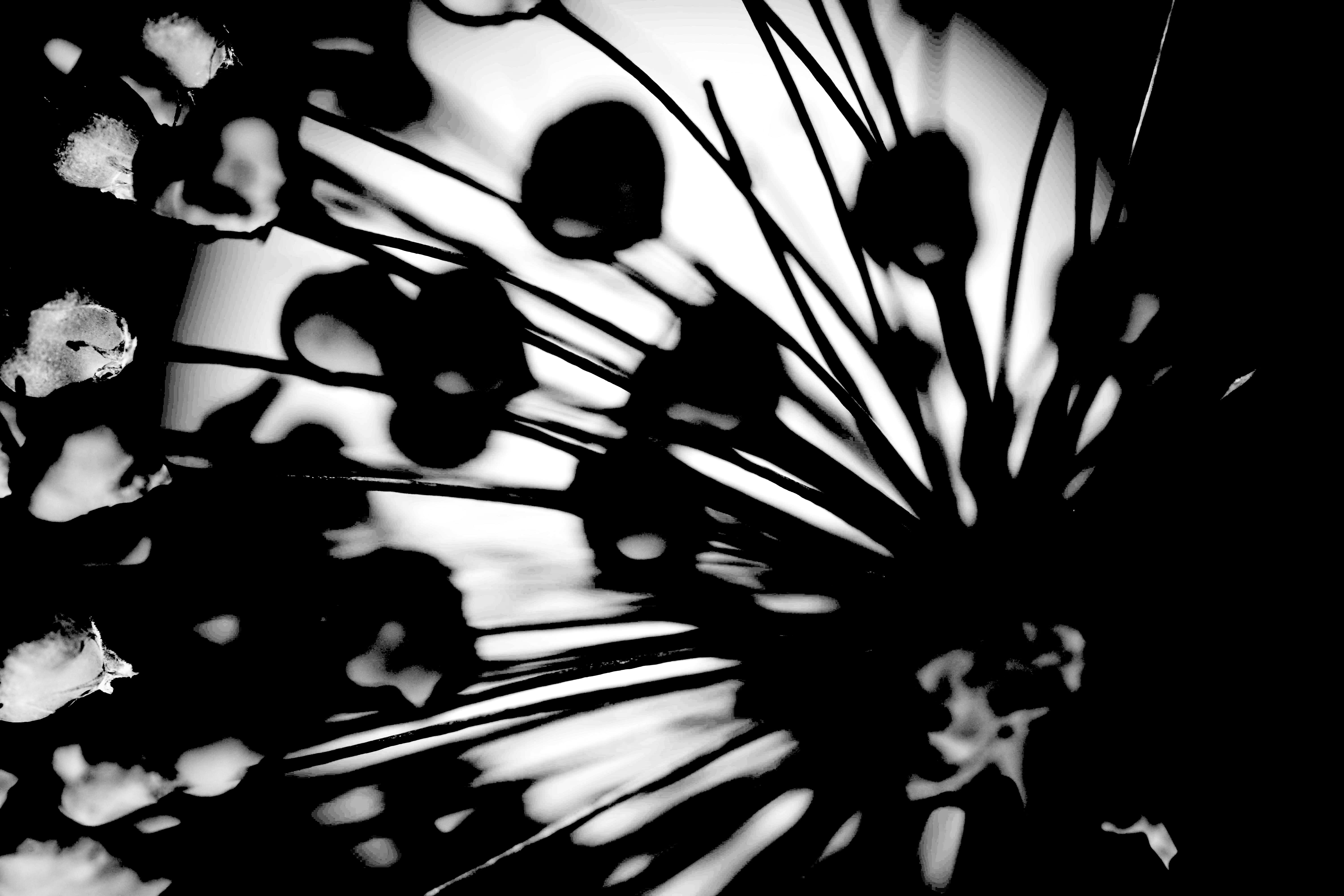 Silhouette Bloom: An Abstract Dandelion in High Contrast