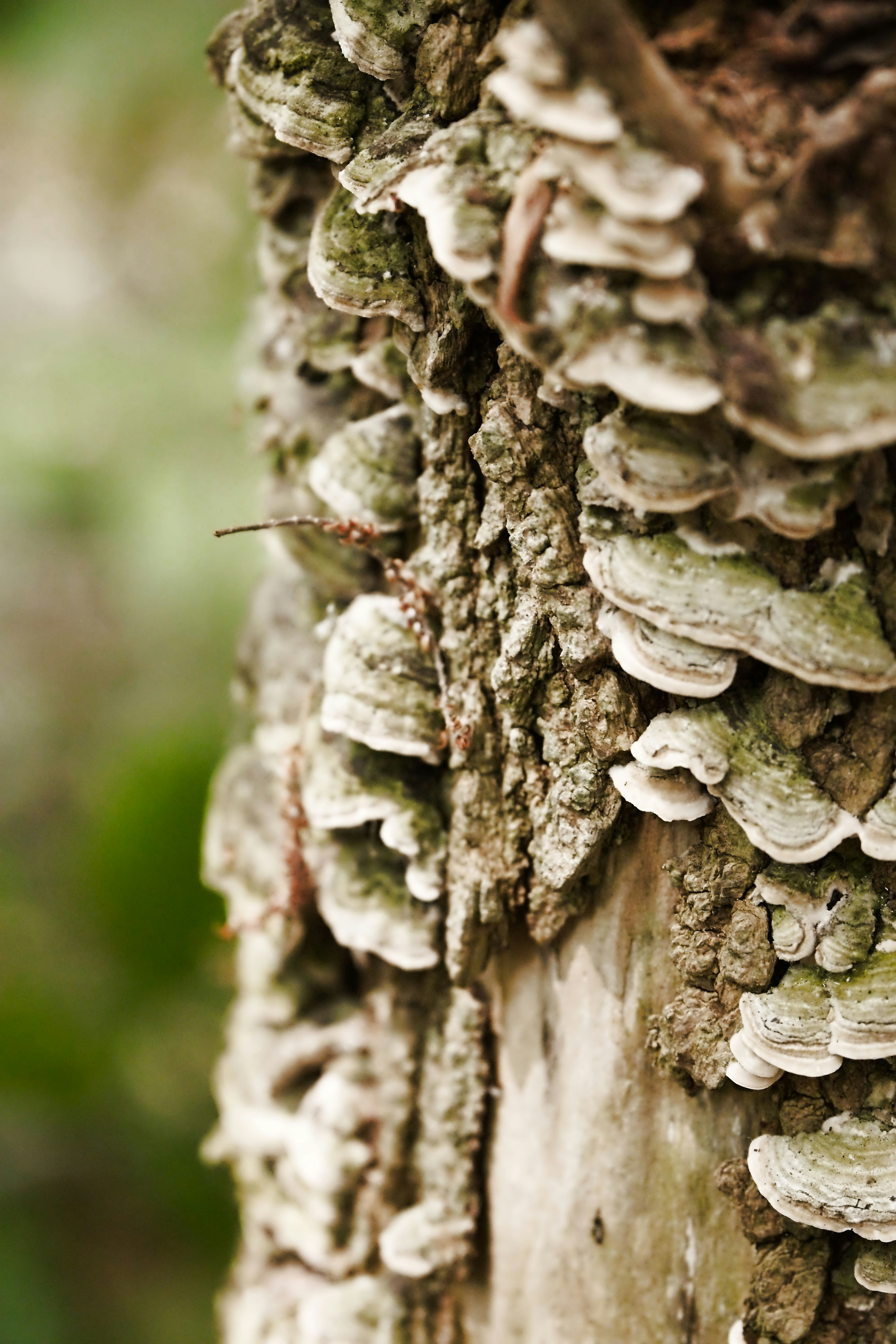 Lichen-clad Bark Revealing Timeworn Texture