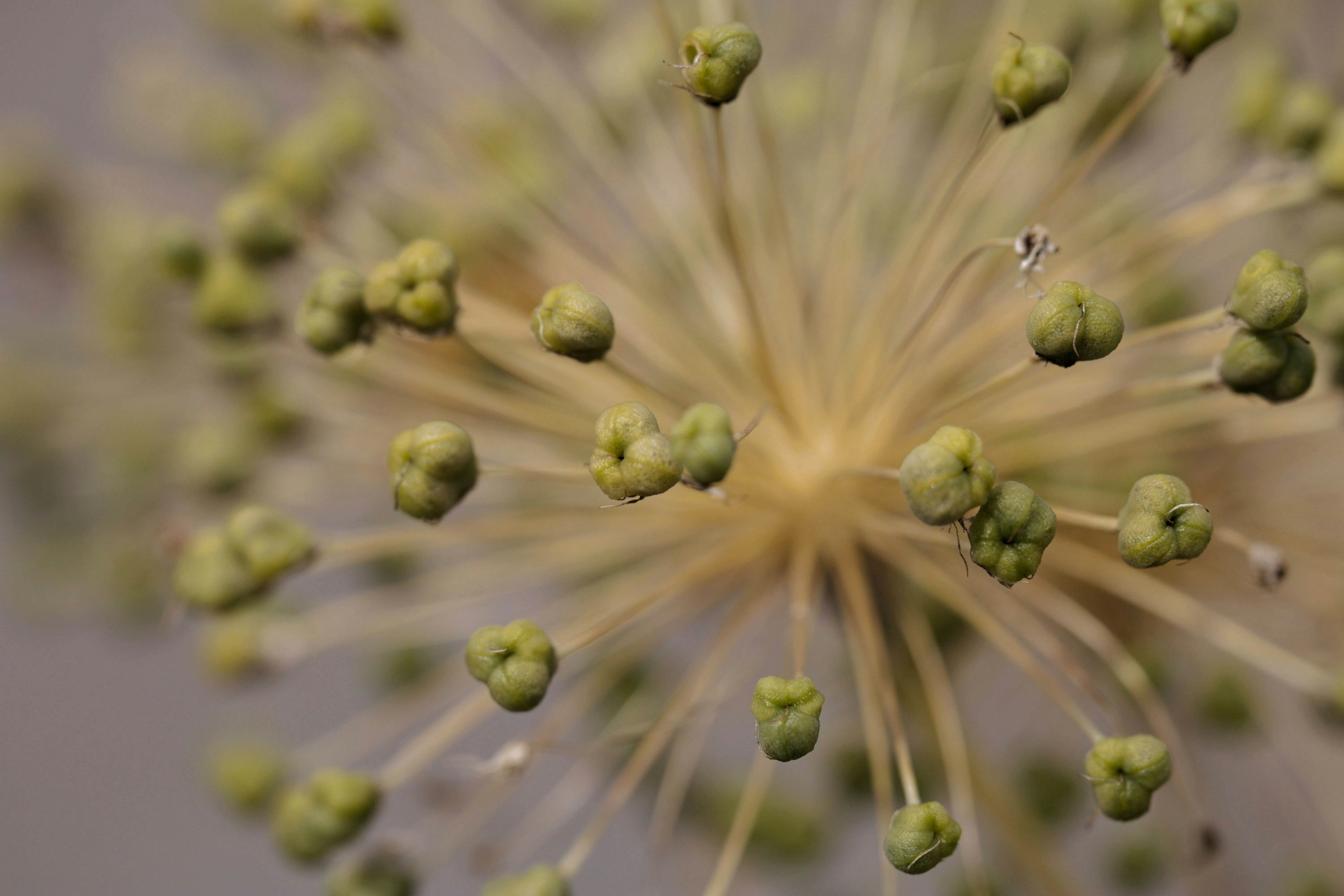 Distant Green Pods at the Core of a Sunburst Seed Head