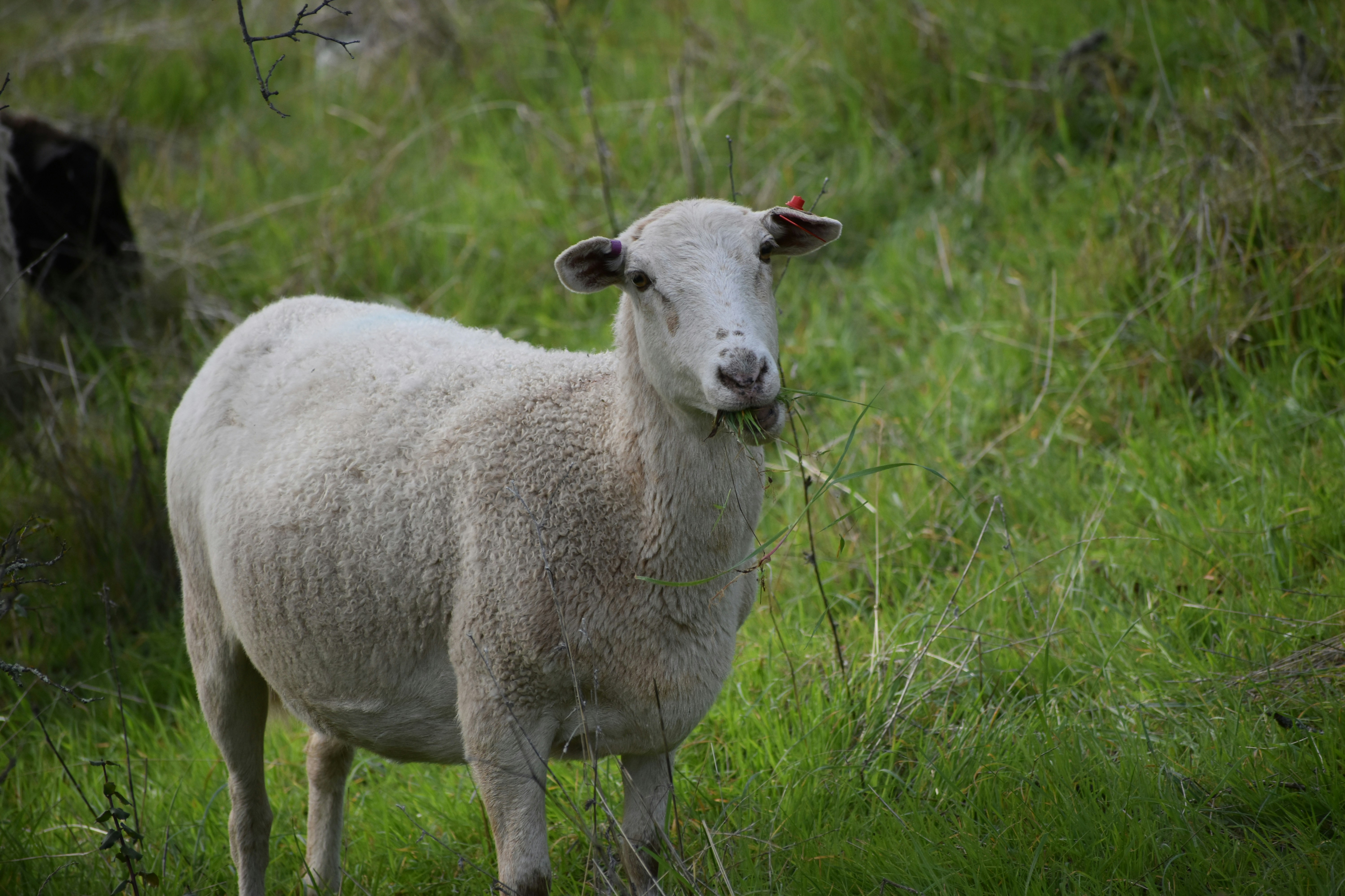 Lone Sheep in Verdant Field