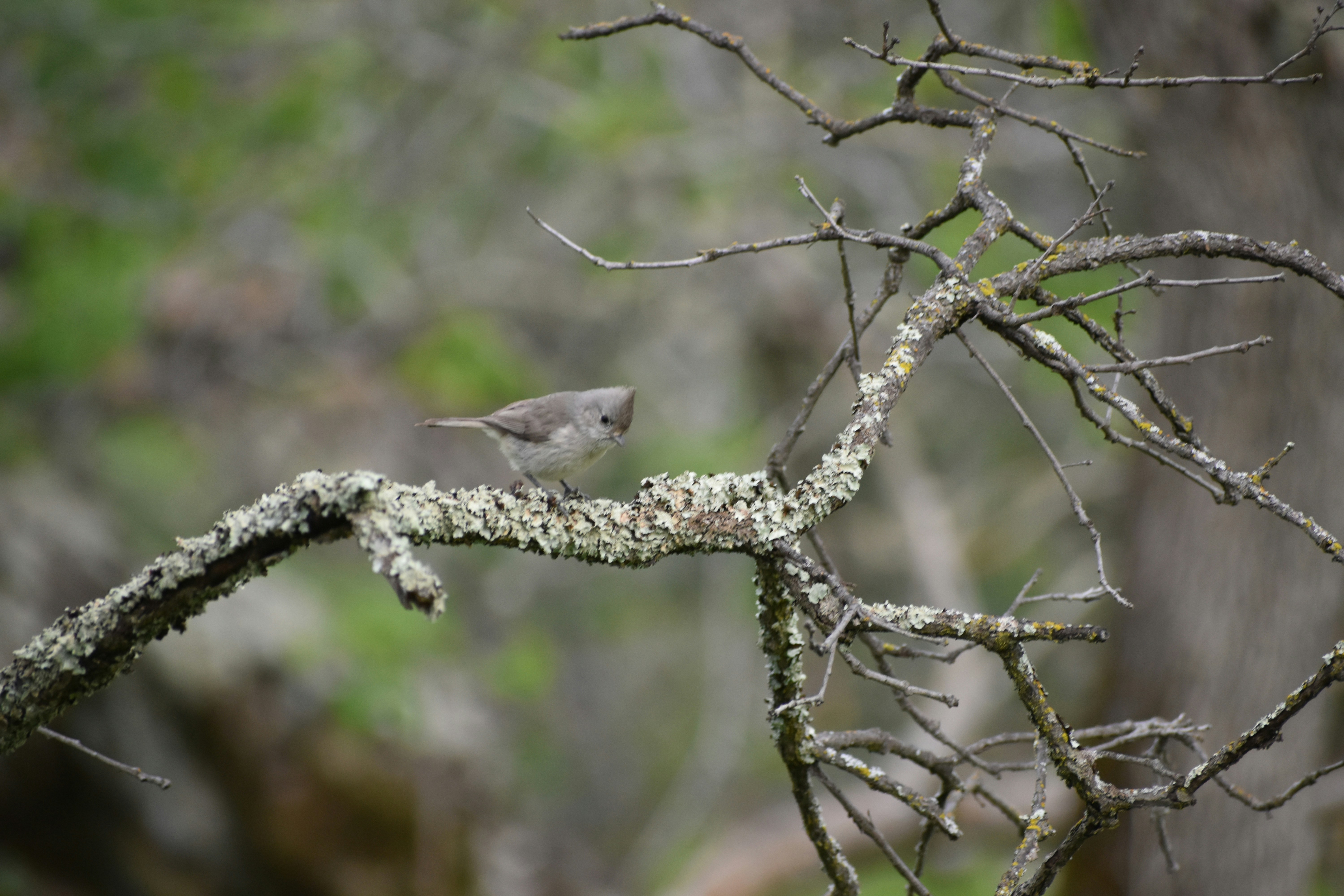 Silent Hunter on a Twig: A Tiny Bird Amid Moss and Branches