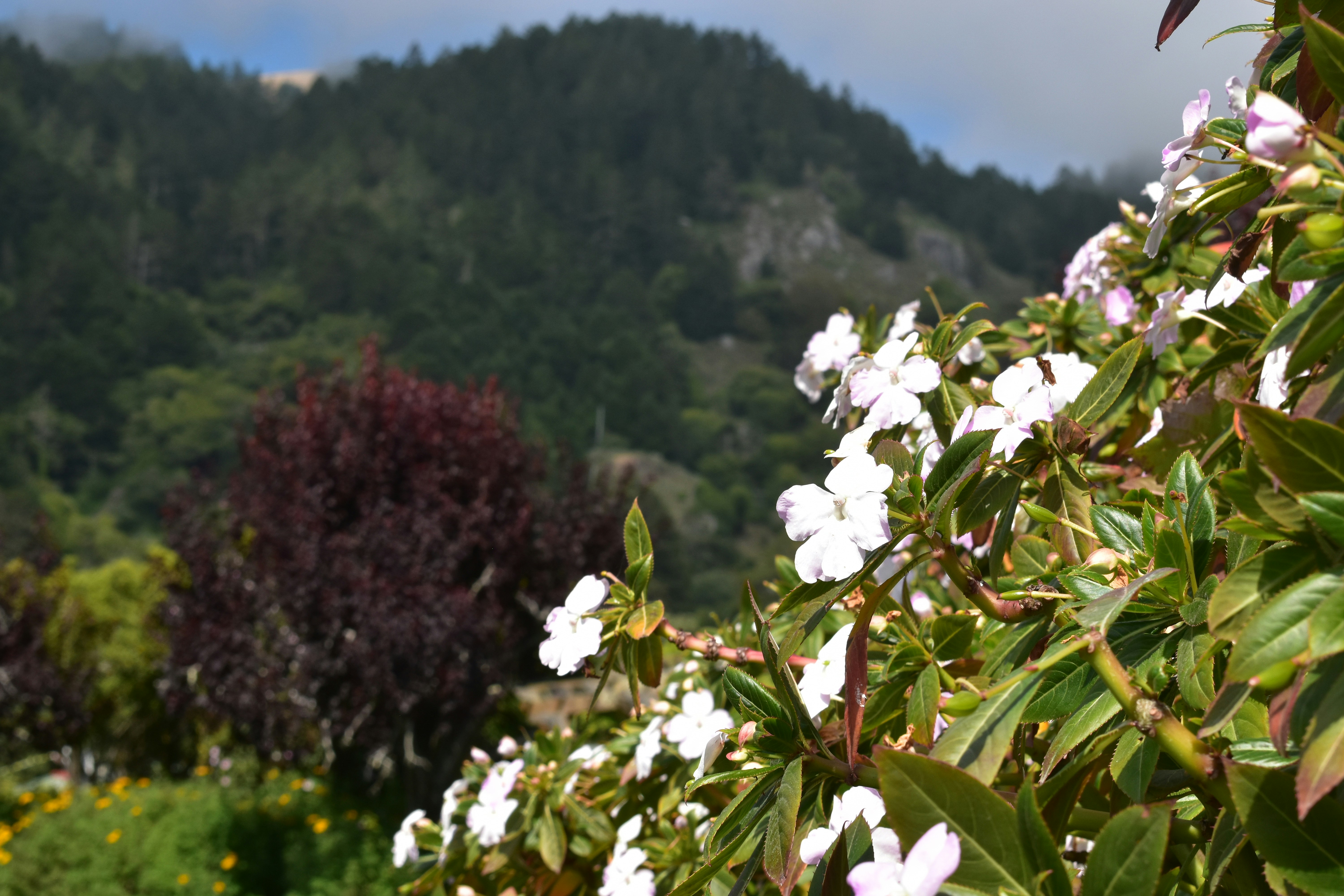 Blossoms at the Edge: White Flowers Framing a Quiet Landscape