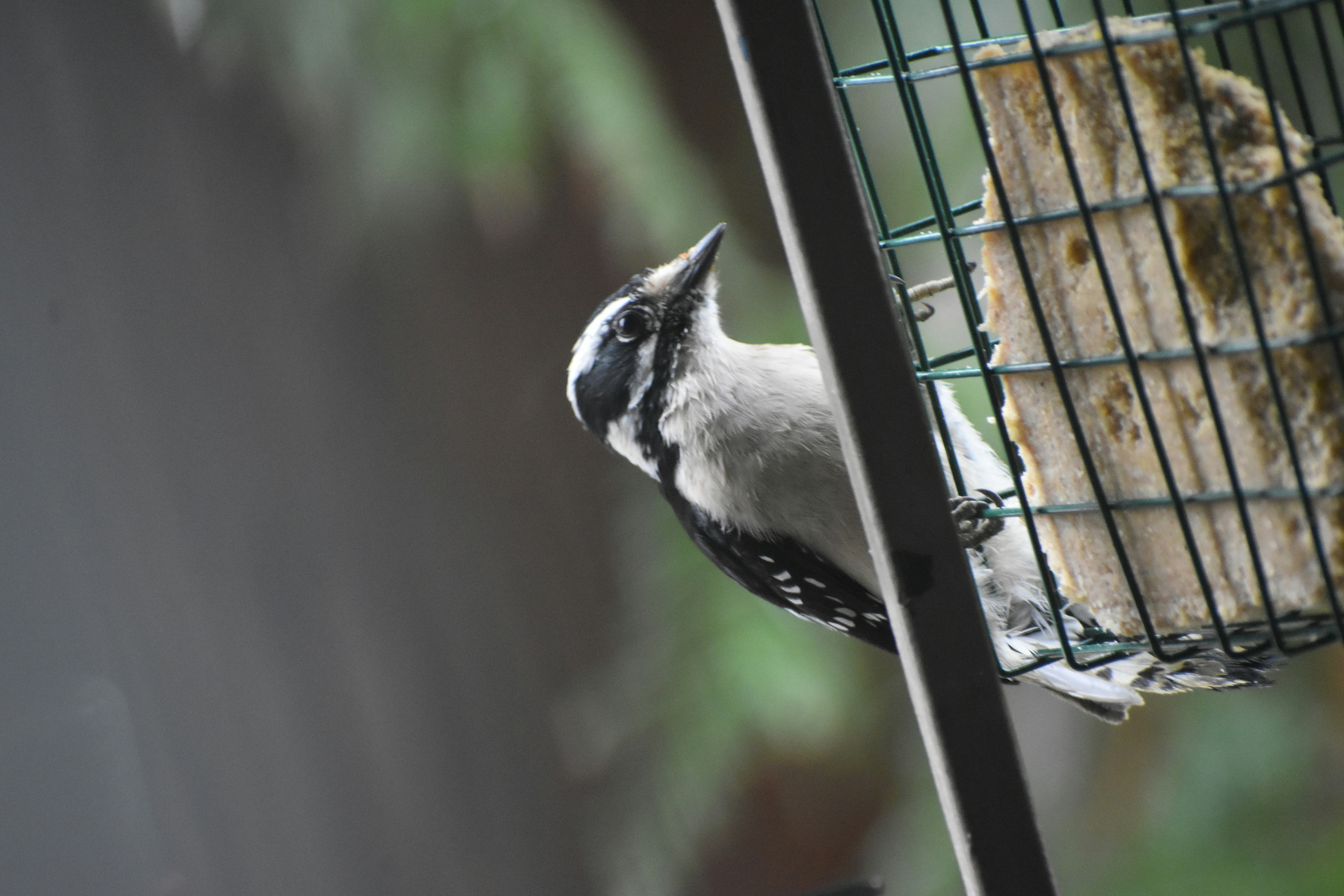Small woodpecker perched at a suet feeder, head turned, against a blurred backdrop with a curved feeder bar.