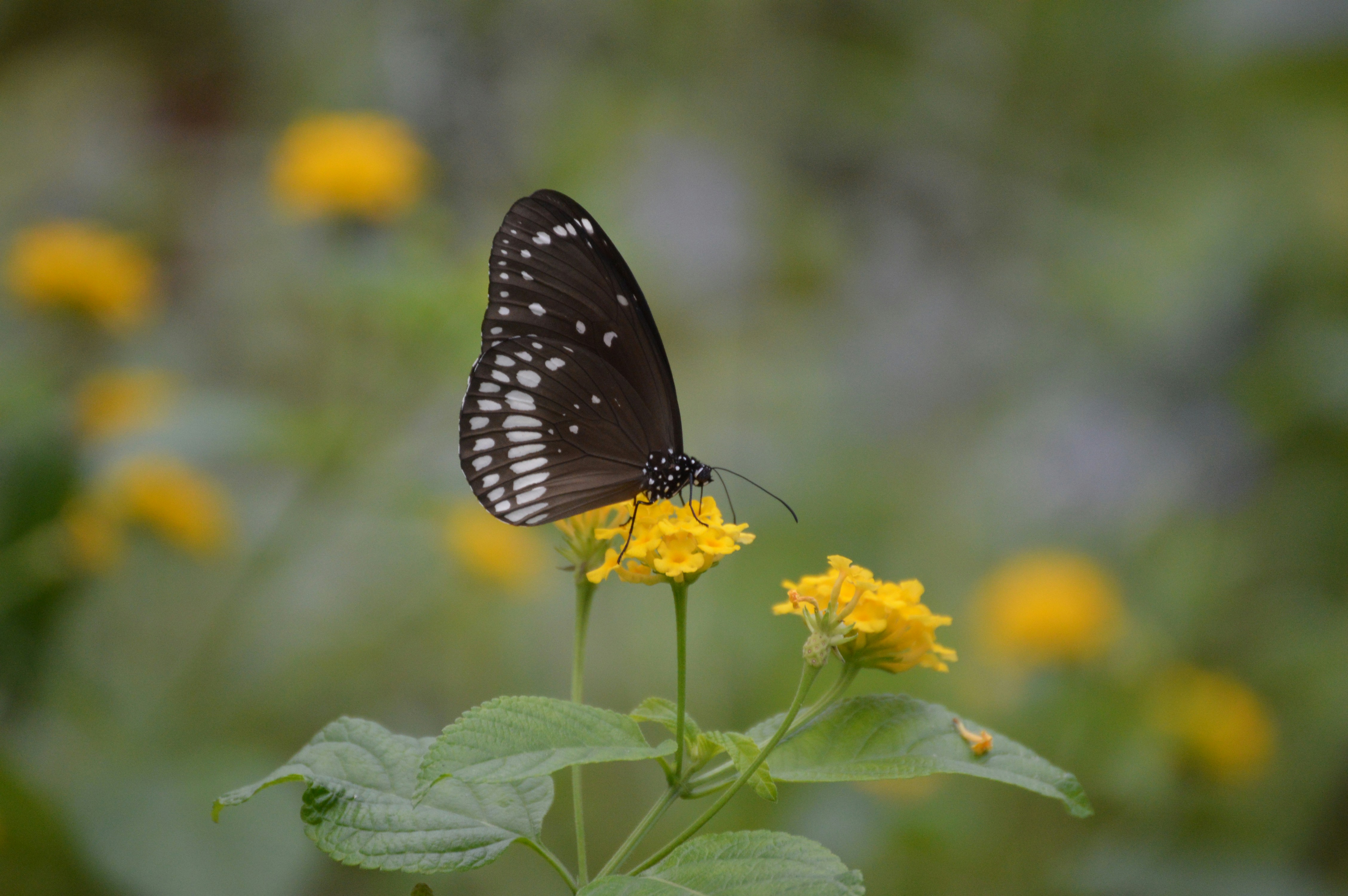 Midflight Glow: A Black Swallowtail on a Golden Bloom