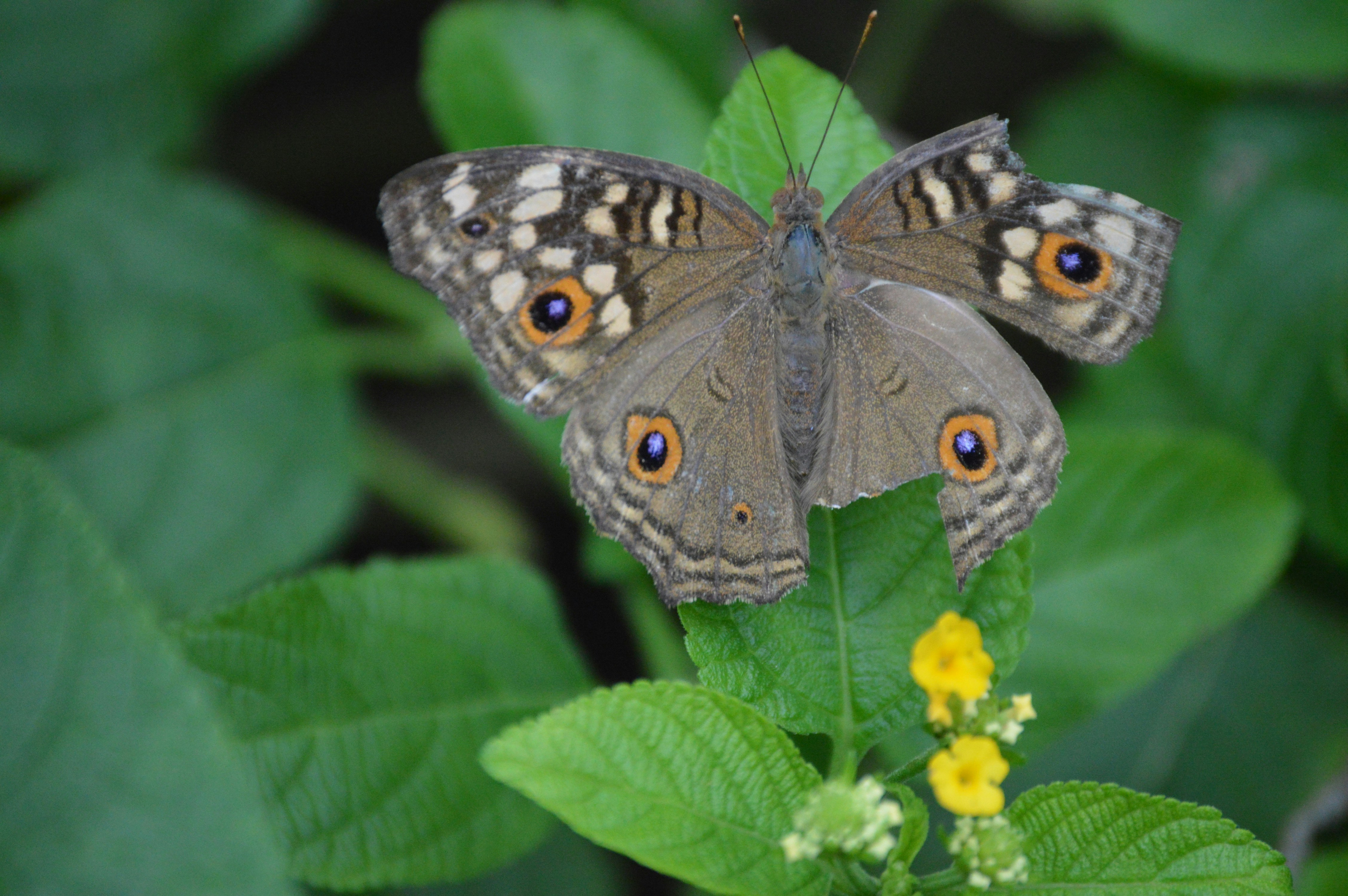 Butterfly perched on a leafy plant with small yellow flowers, crisp wings showing eye-like markings. A natural close-up emphasizing texture and color detail.