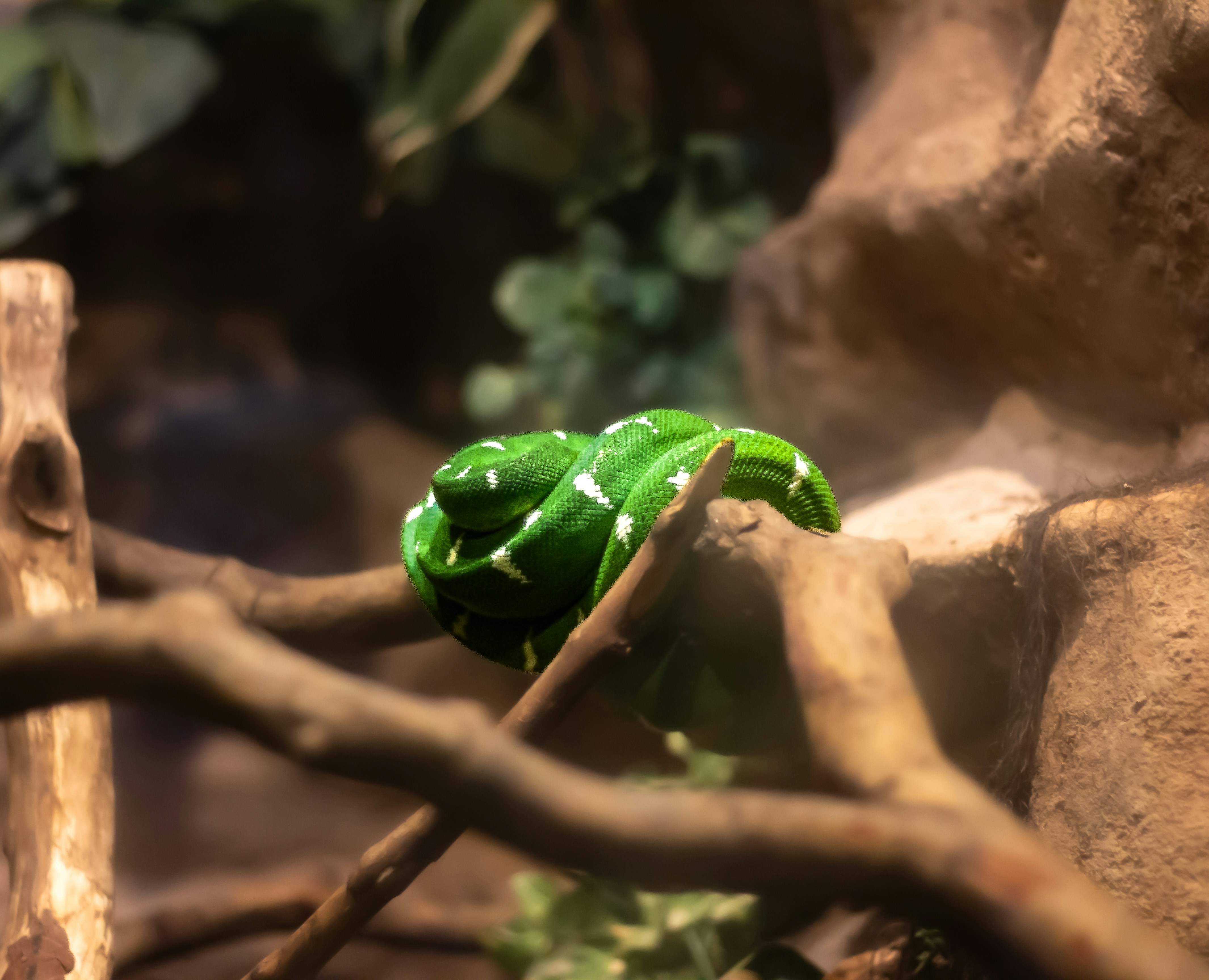 Emerald Coil: A Green Viper Resting on a Branch