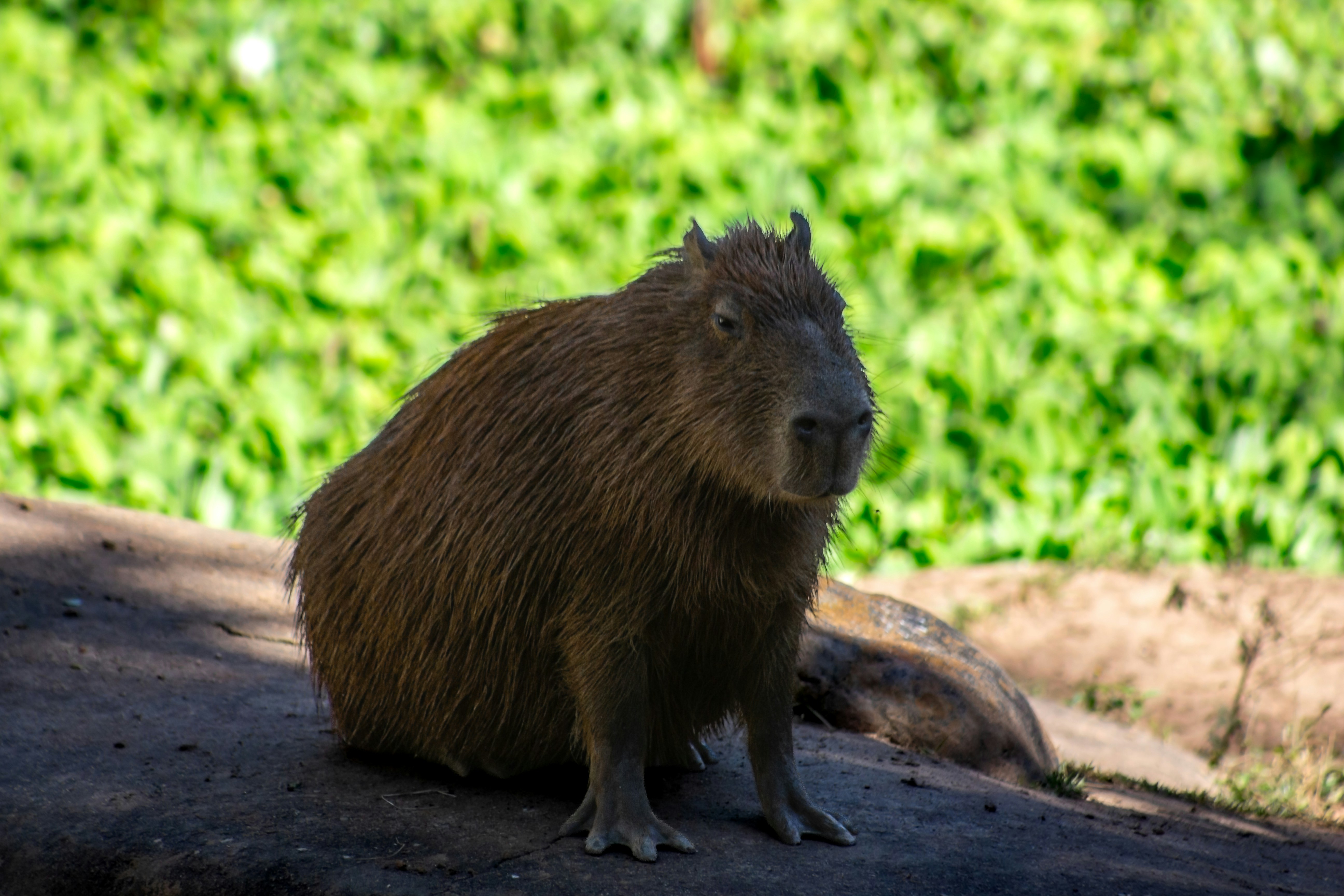 Grounded Rodent Sentinel: A Capybara-like Creature in Shade