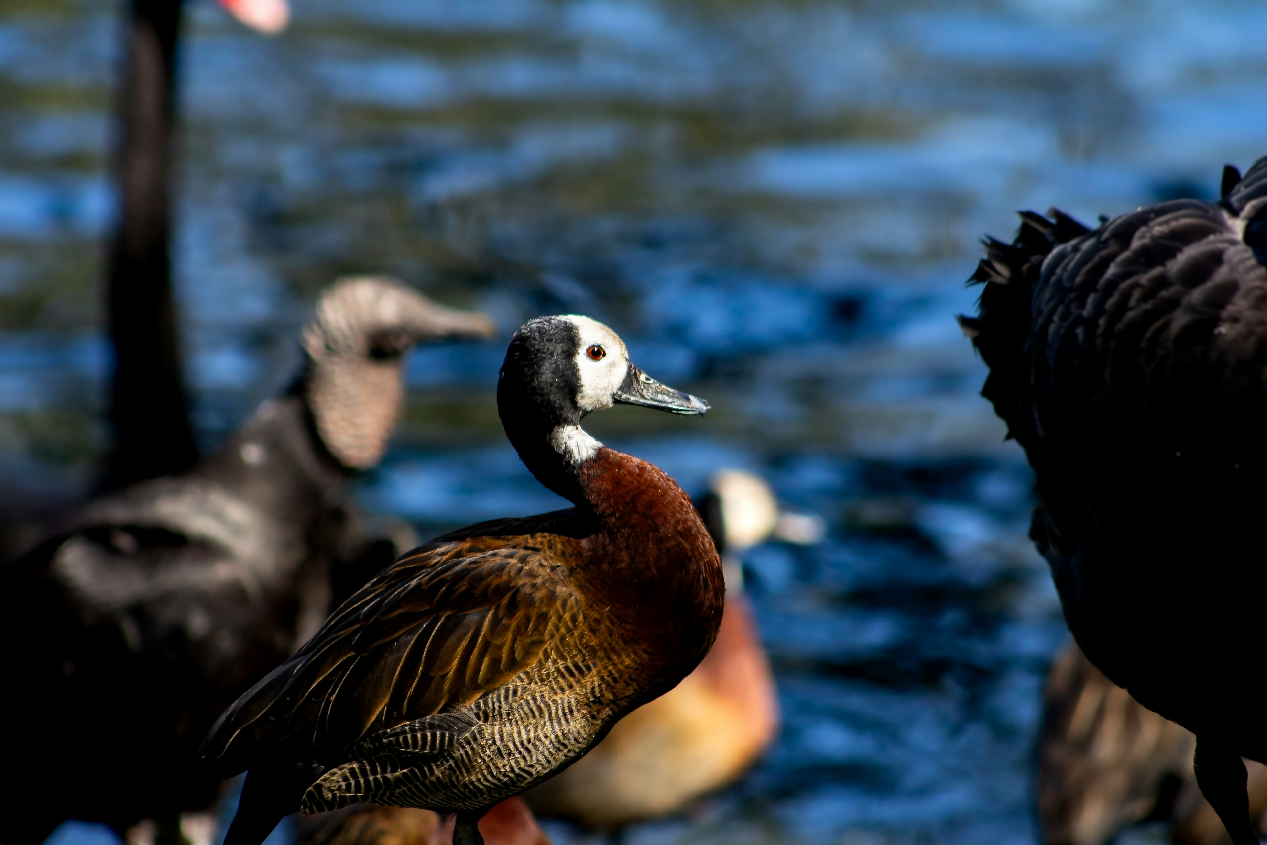 A Marsh Common: A White-faced Duck Among The Flock