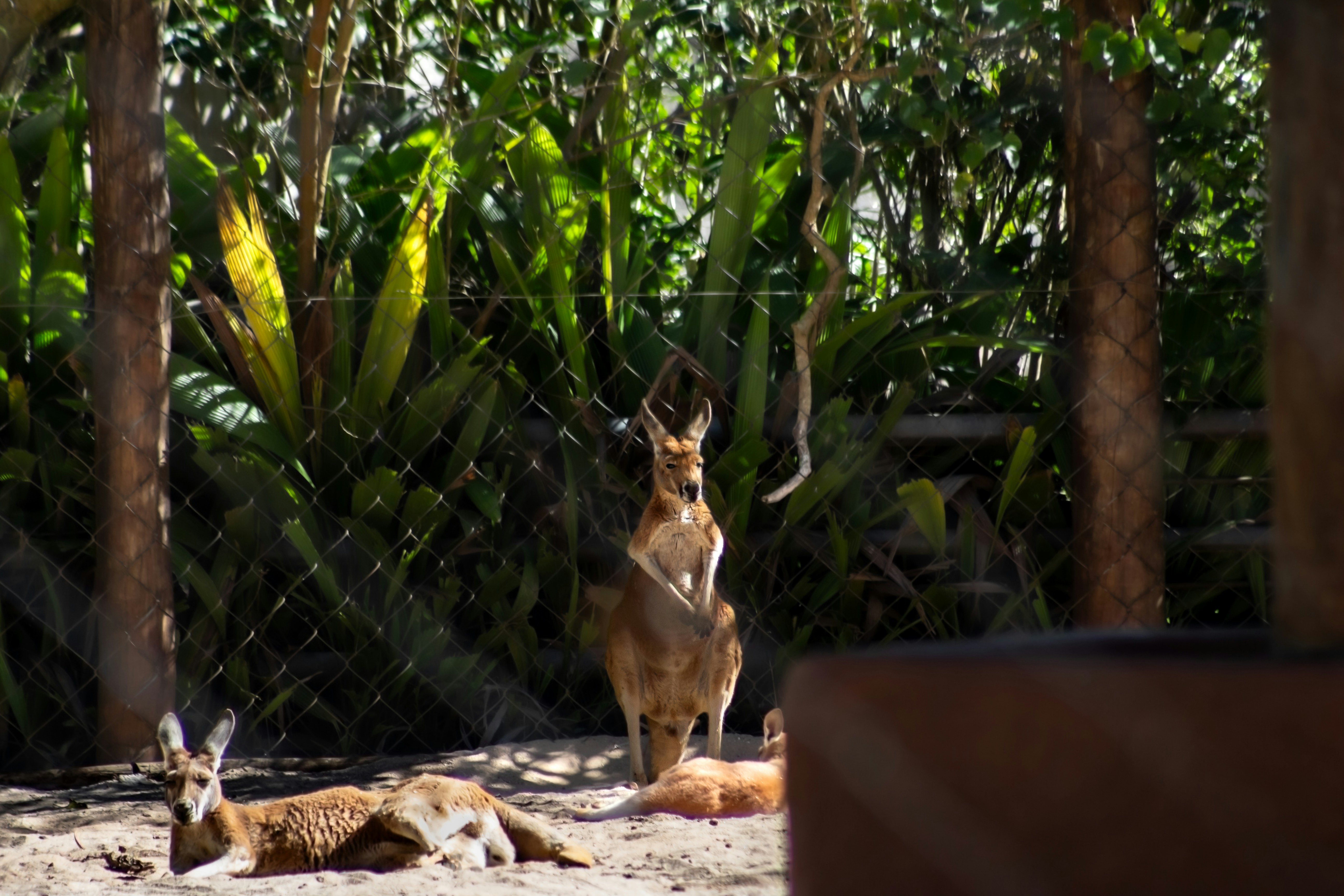Vigil in the Dappled Yard