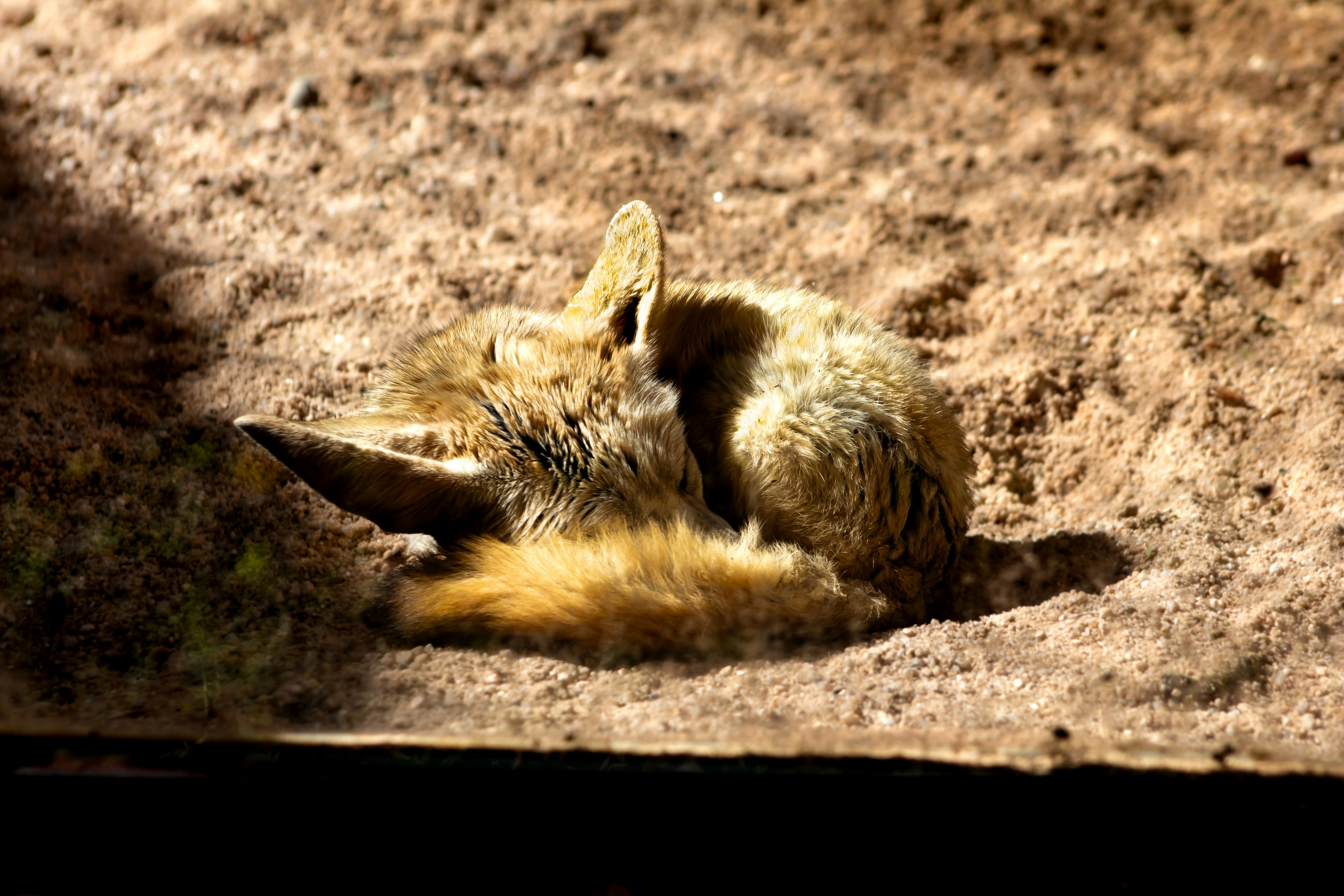 Dusty nap: a fox curled in shade on sunlit ground
